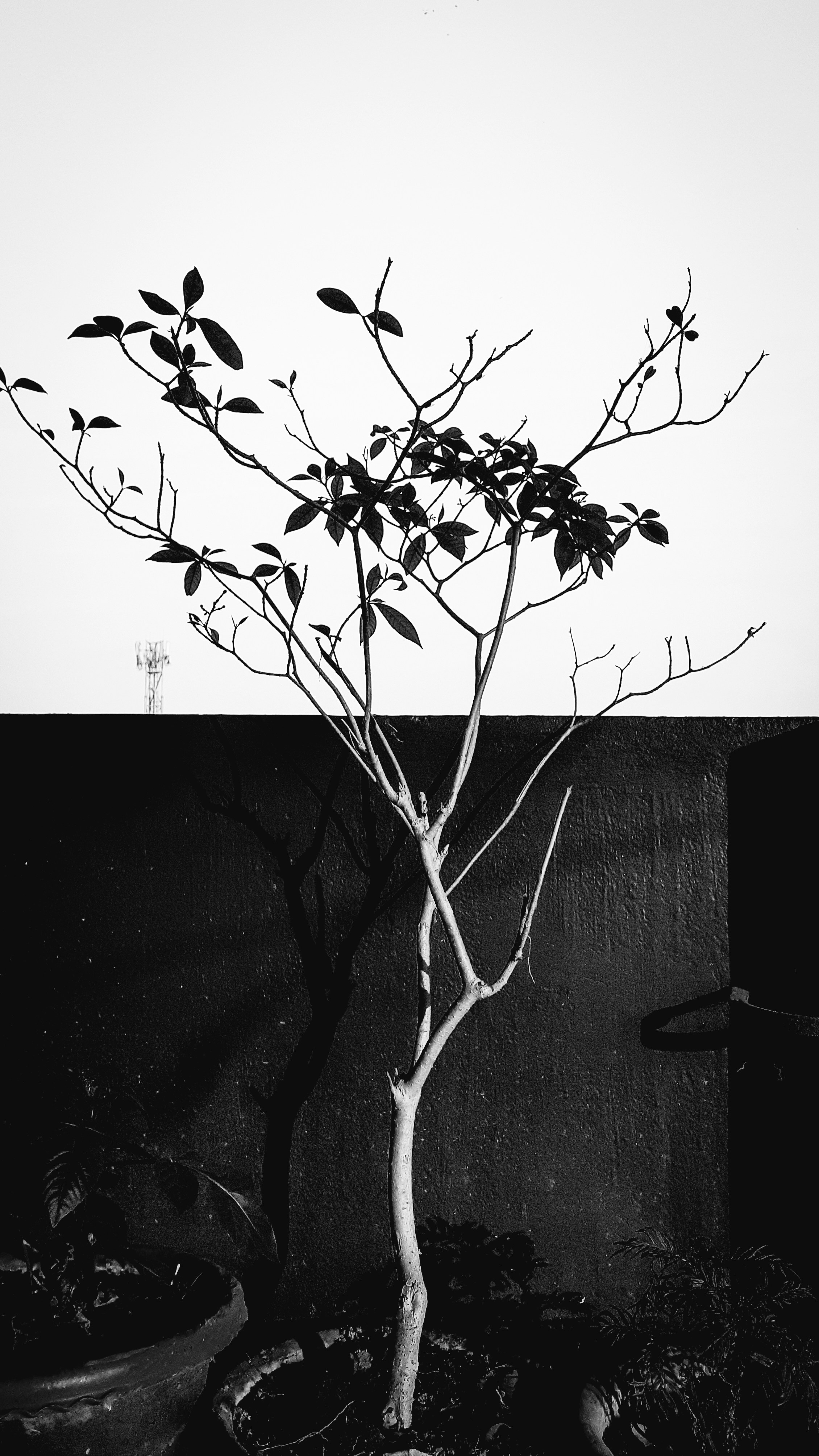 A bare tree stands against a stark white sky, its shadow stretching across a dark wall, symbolizing strength in simplicity.