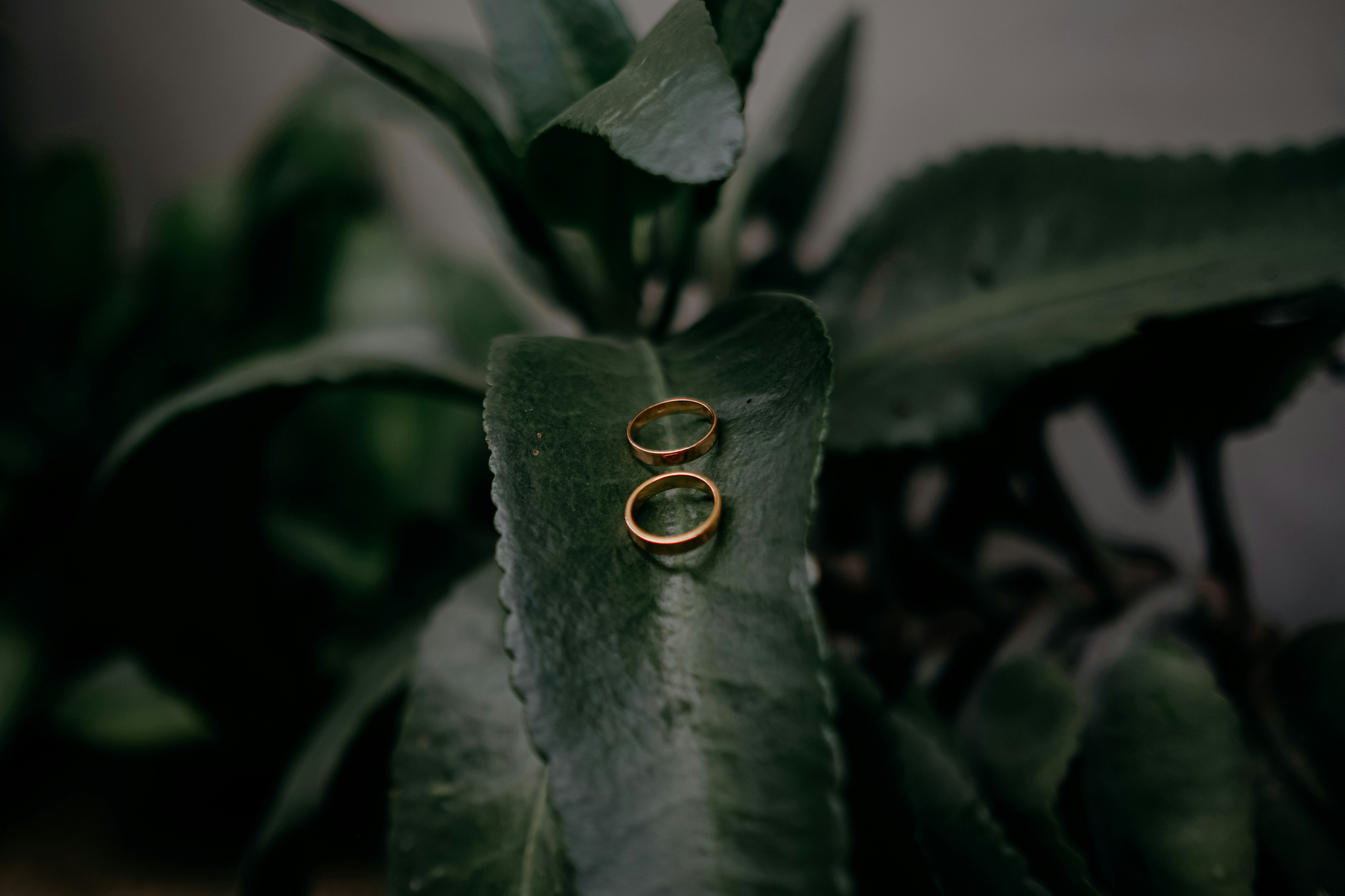A pair of gold rings sitting on top of a green plant photo – Free ...