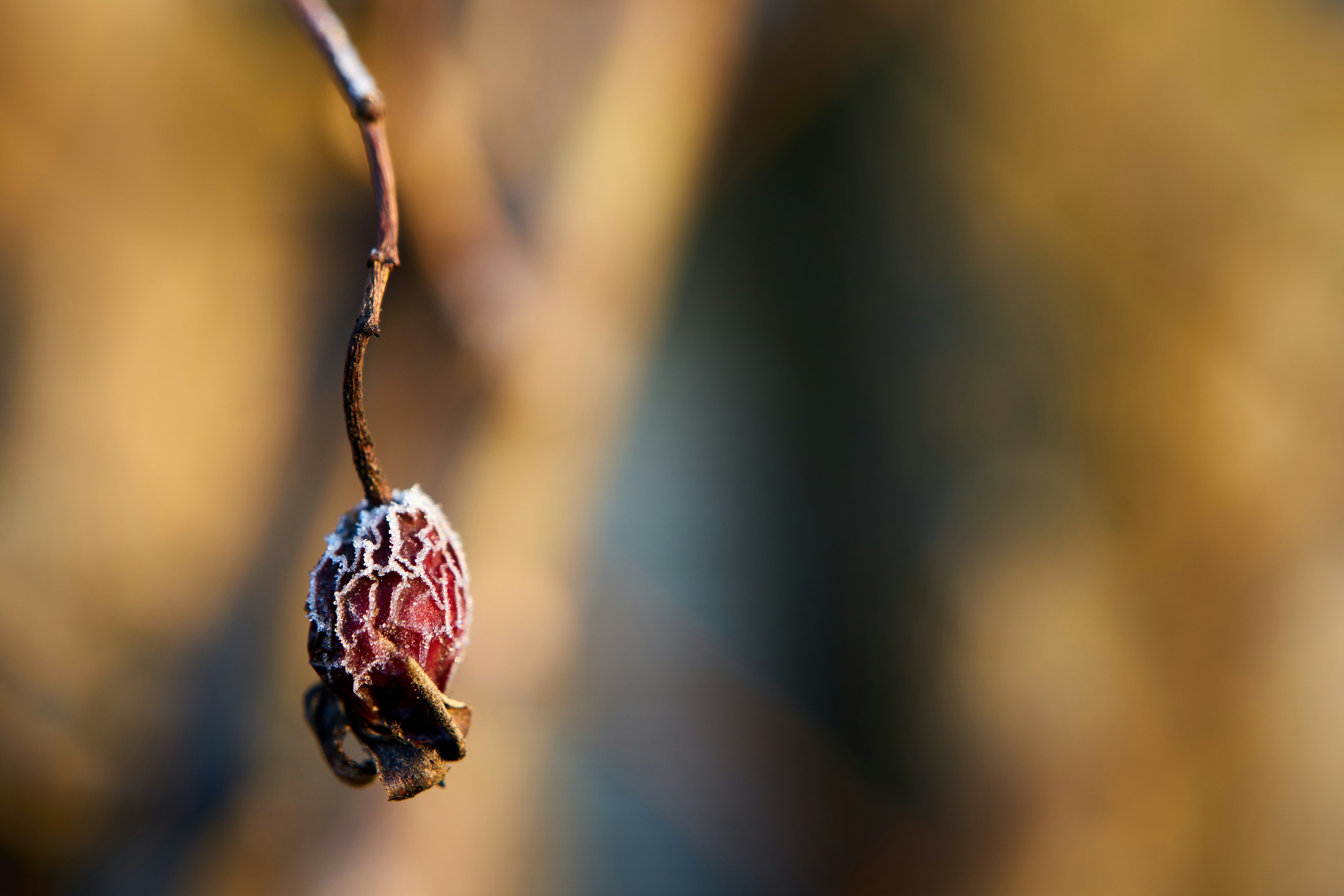 Frosted Ember on a Lone Twig with Creamy Bokeh