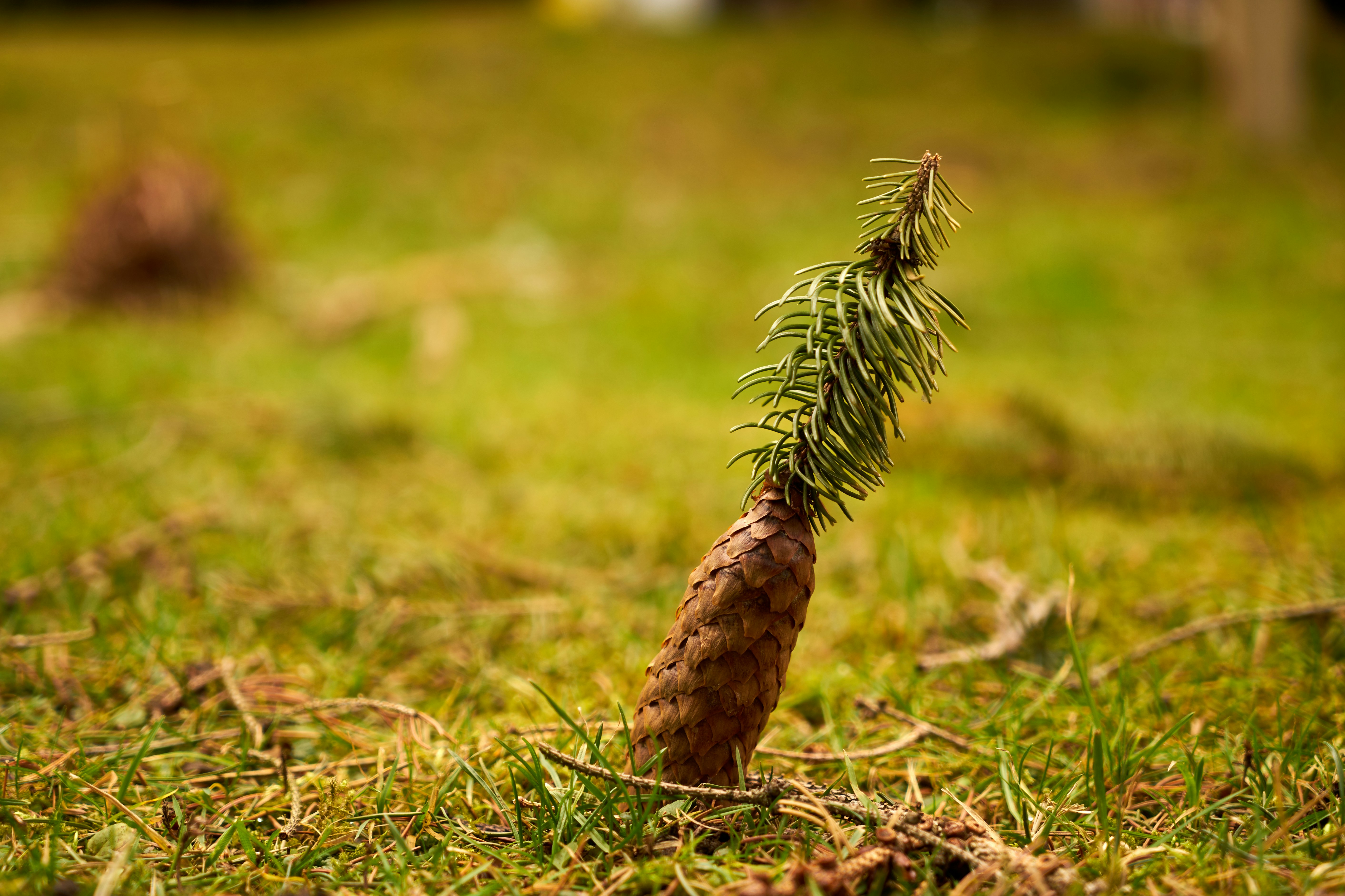 A small pine cone with a tiny pine cone on top of it photo – Free ...