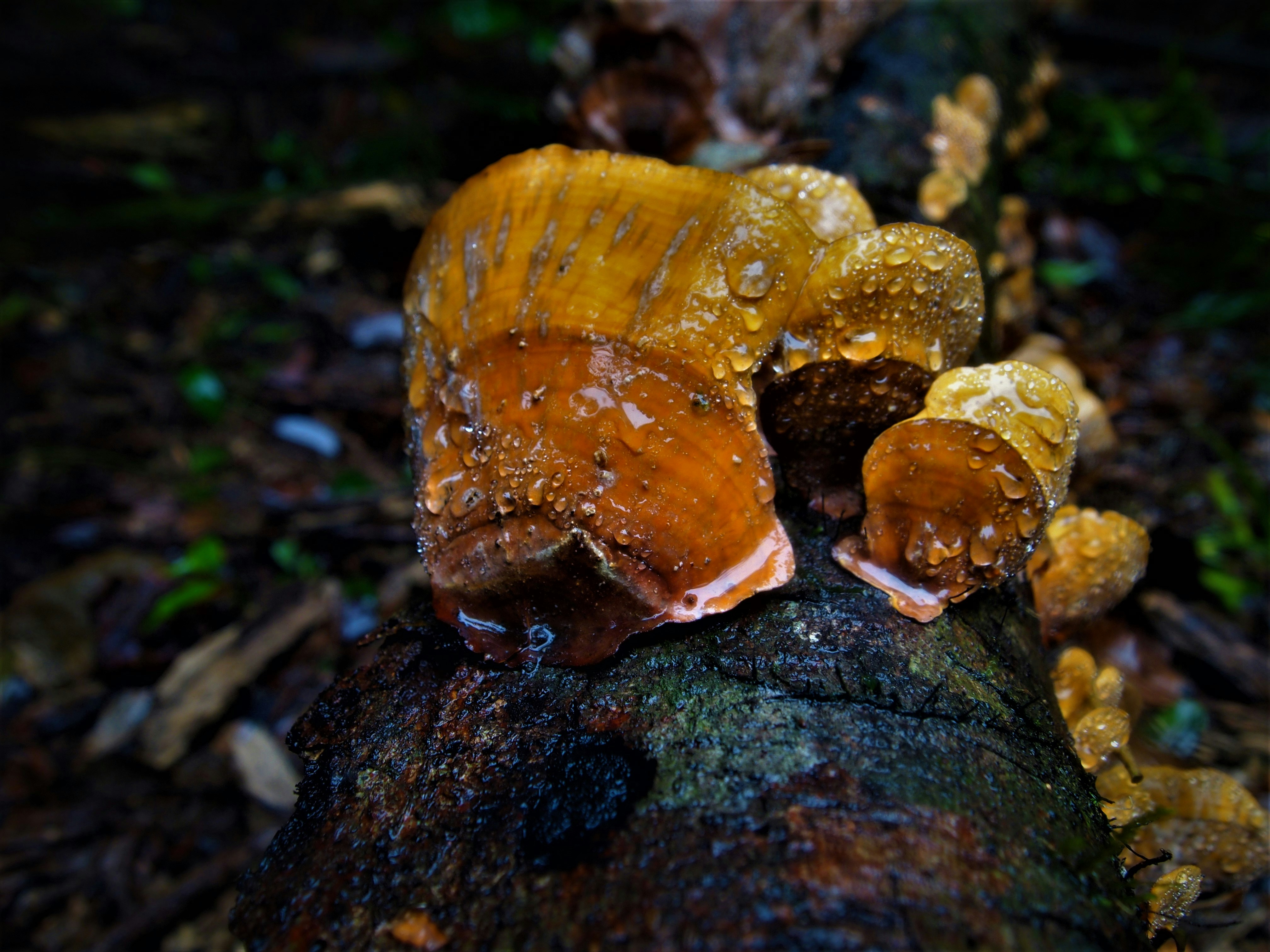 Amber Mushrooms Resting on Mossy Log