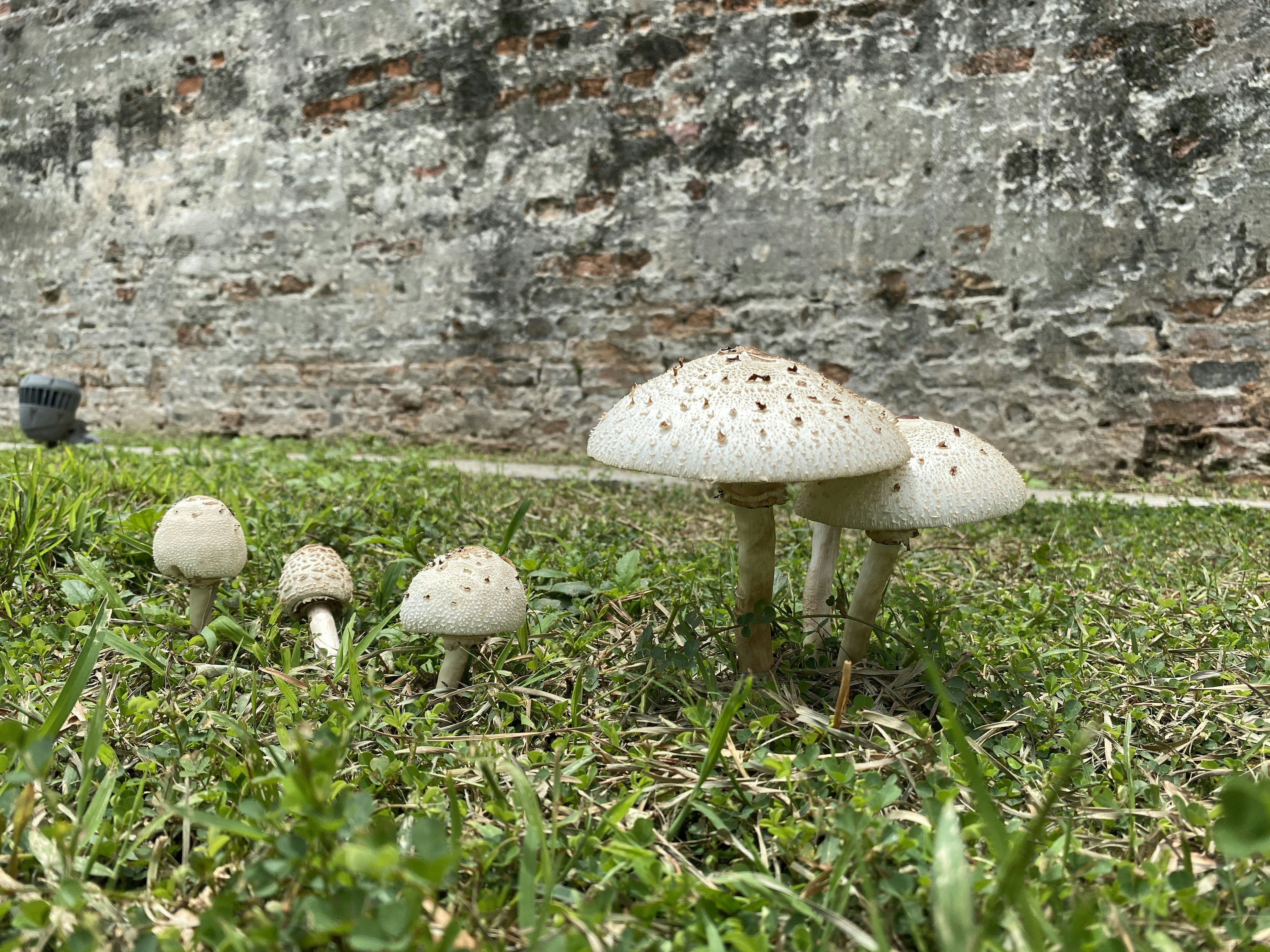 a group of mushrooms sitting on top of a lush green field