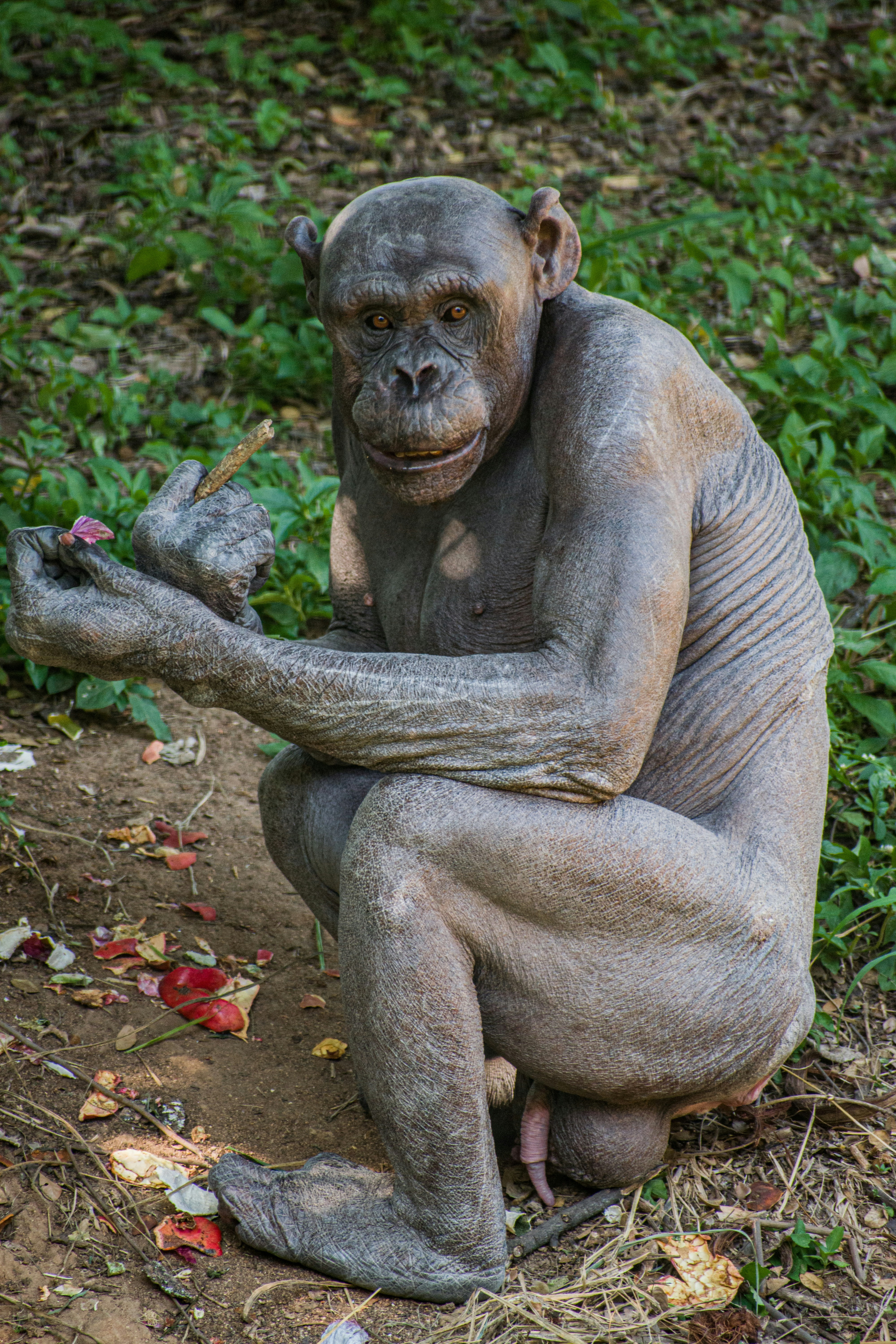 A chimpanzee sitting thoughtfully amidst fallen leaves, holding a twig and a piece of fruit. The scene captures a serene moment in its natural habitat.