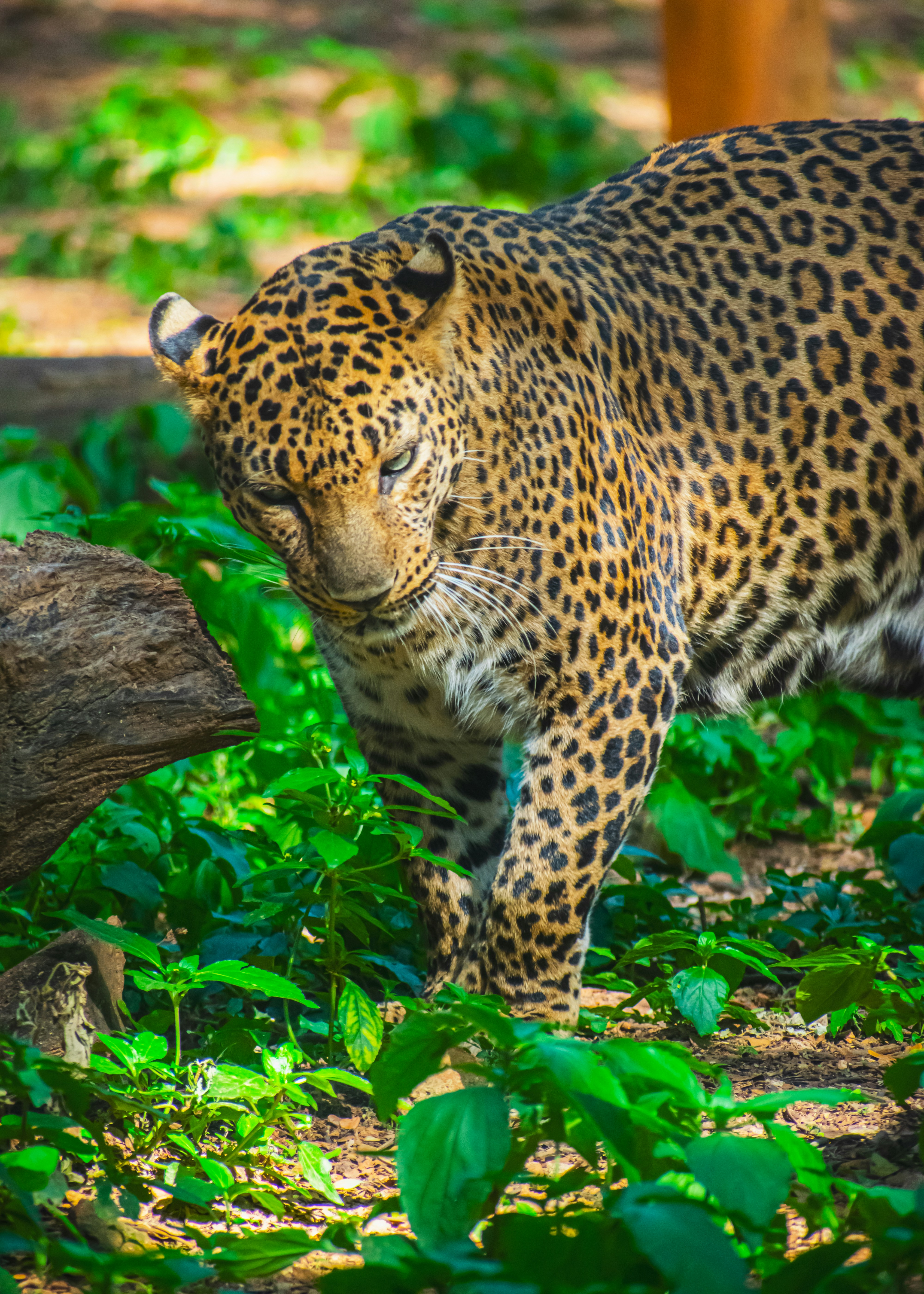 A large leopard walking across a lush green forest photo – Free Leopard ...