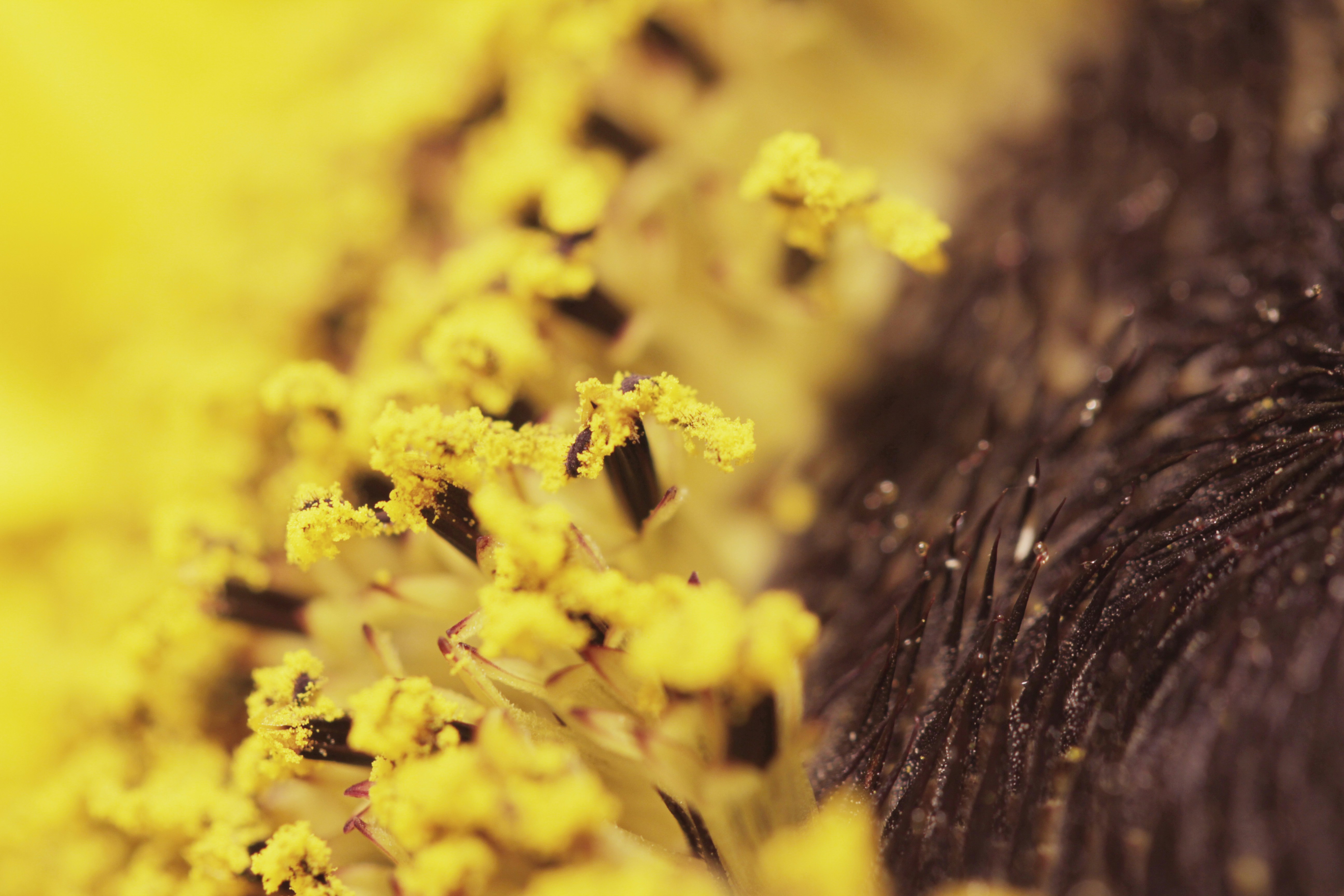 Close-up of pollen-strewn stamen at the edge of a sunflower bloom