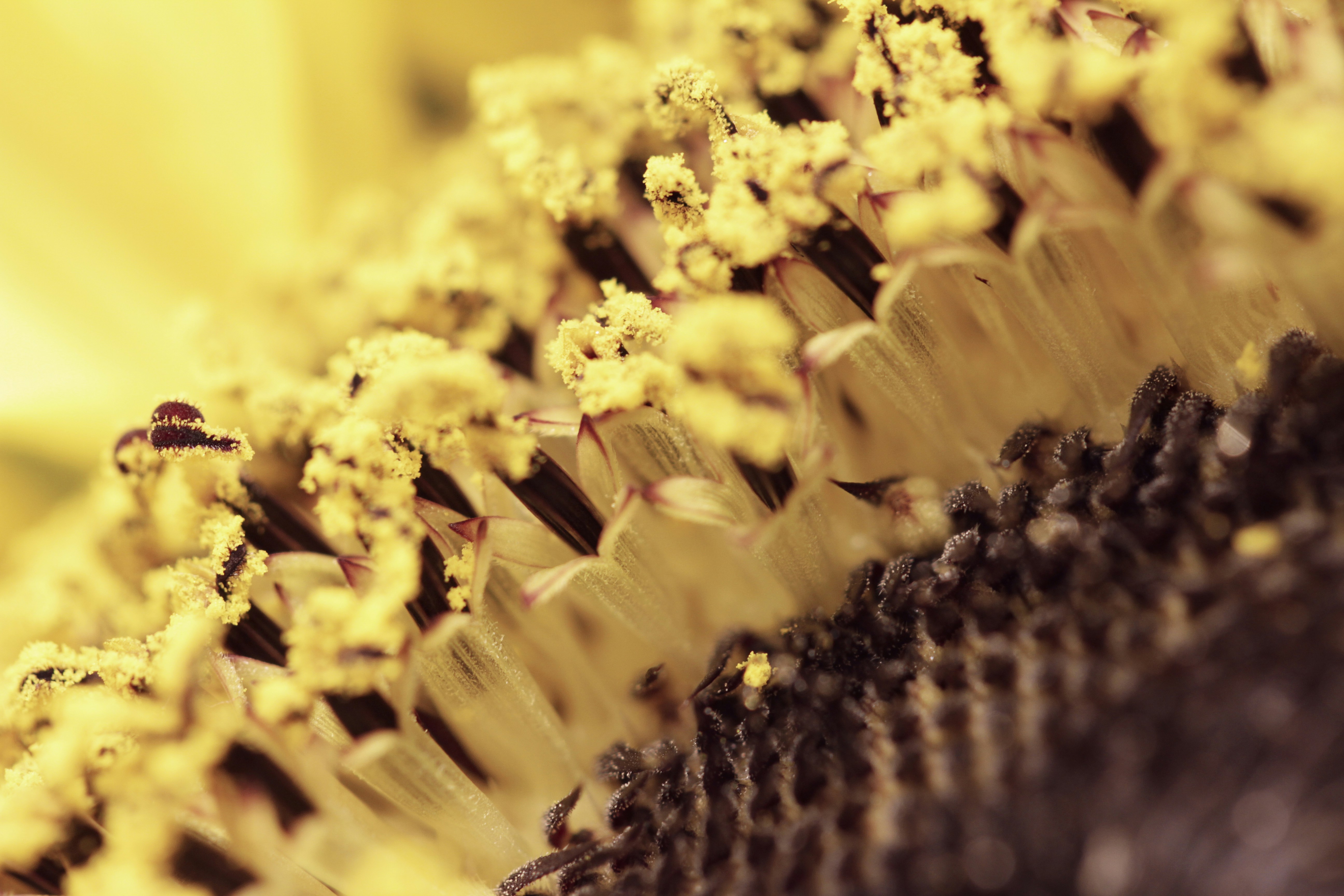 Close-up view of a sunflower's intricate center, showcasing vibrant yellow pollen and unique floral structures.