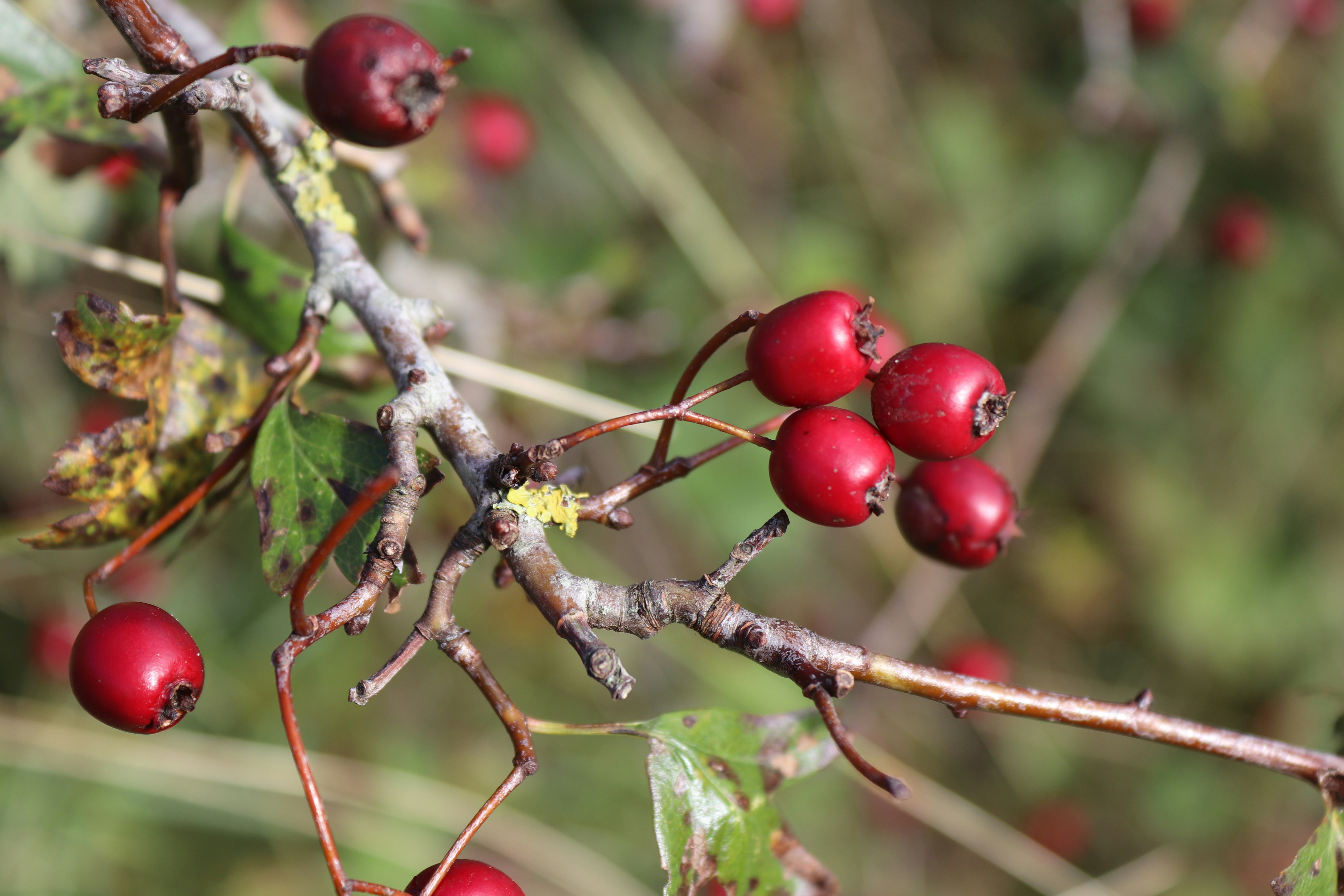 A close up of berries on a tree branch photo – Free Schiermonnikoog ...