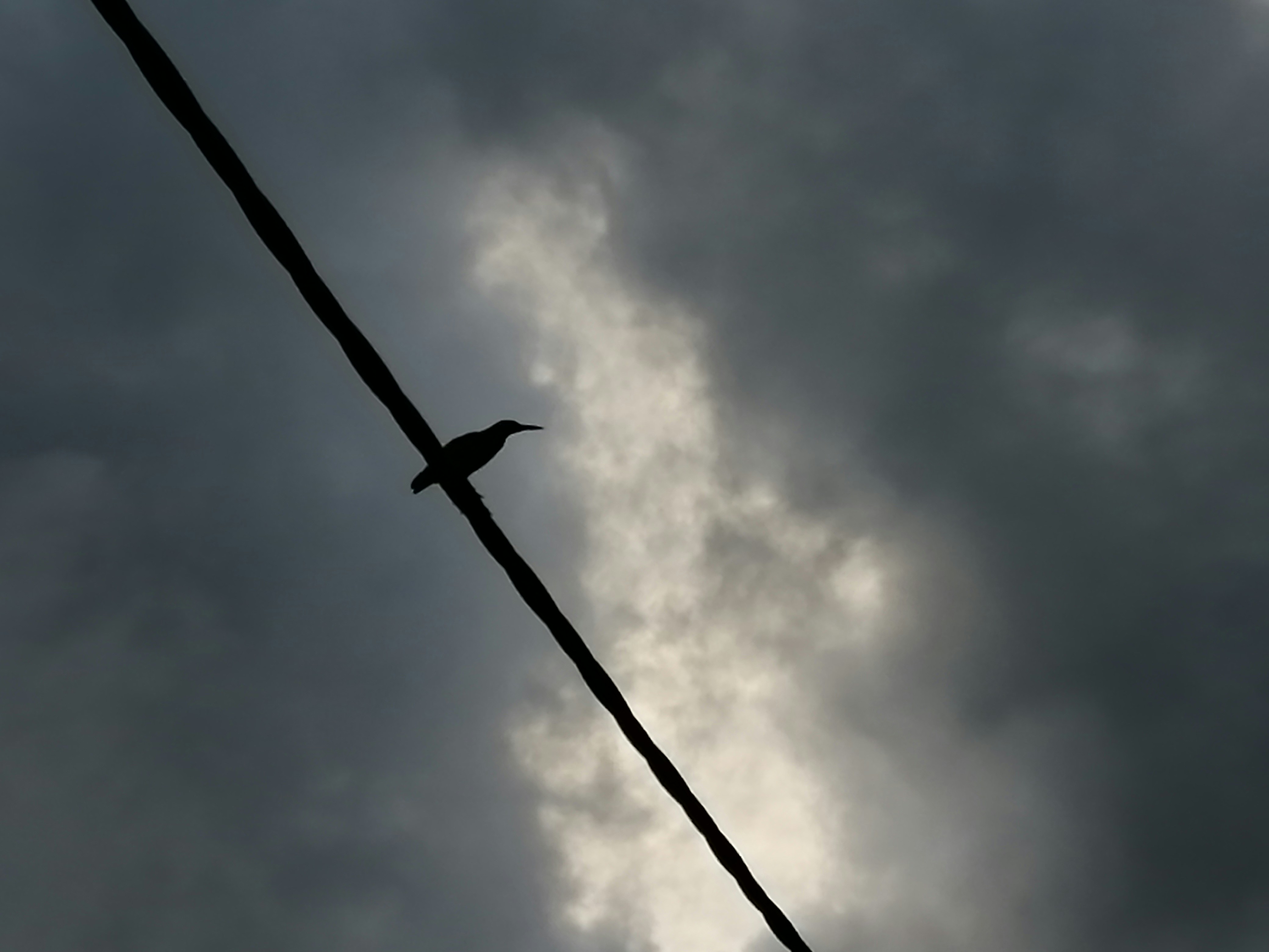 A solitary bird perched on a wire, silhouetted against a backdrop of dramatic, cloudy skies.