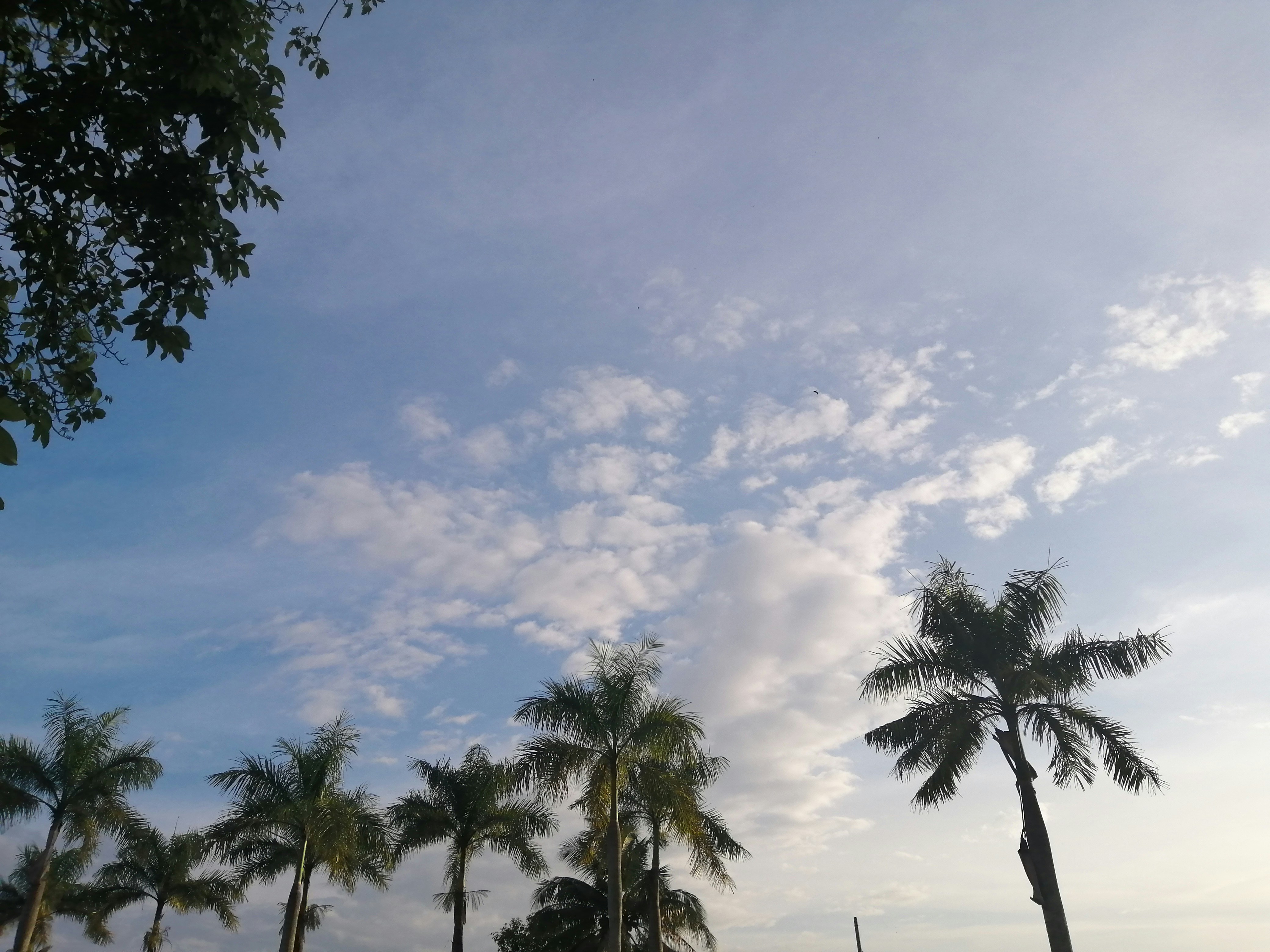 a group of palm trees under a cloudy blue sky