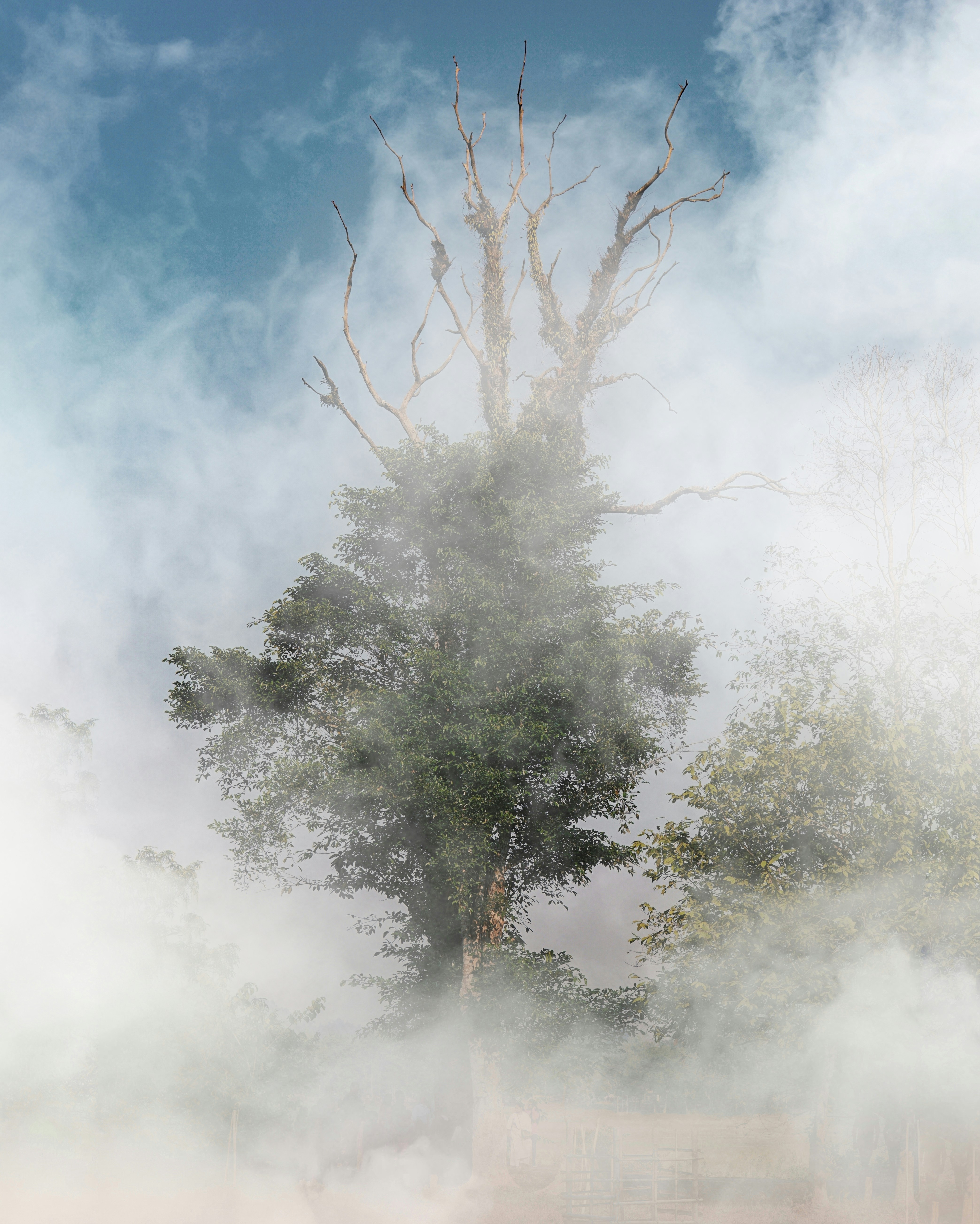 A tree in the middle of a foggy forest photo – Free Tree house Image on ...