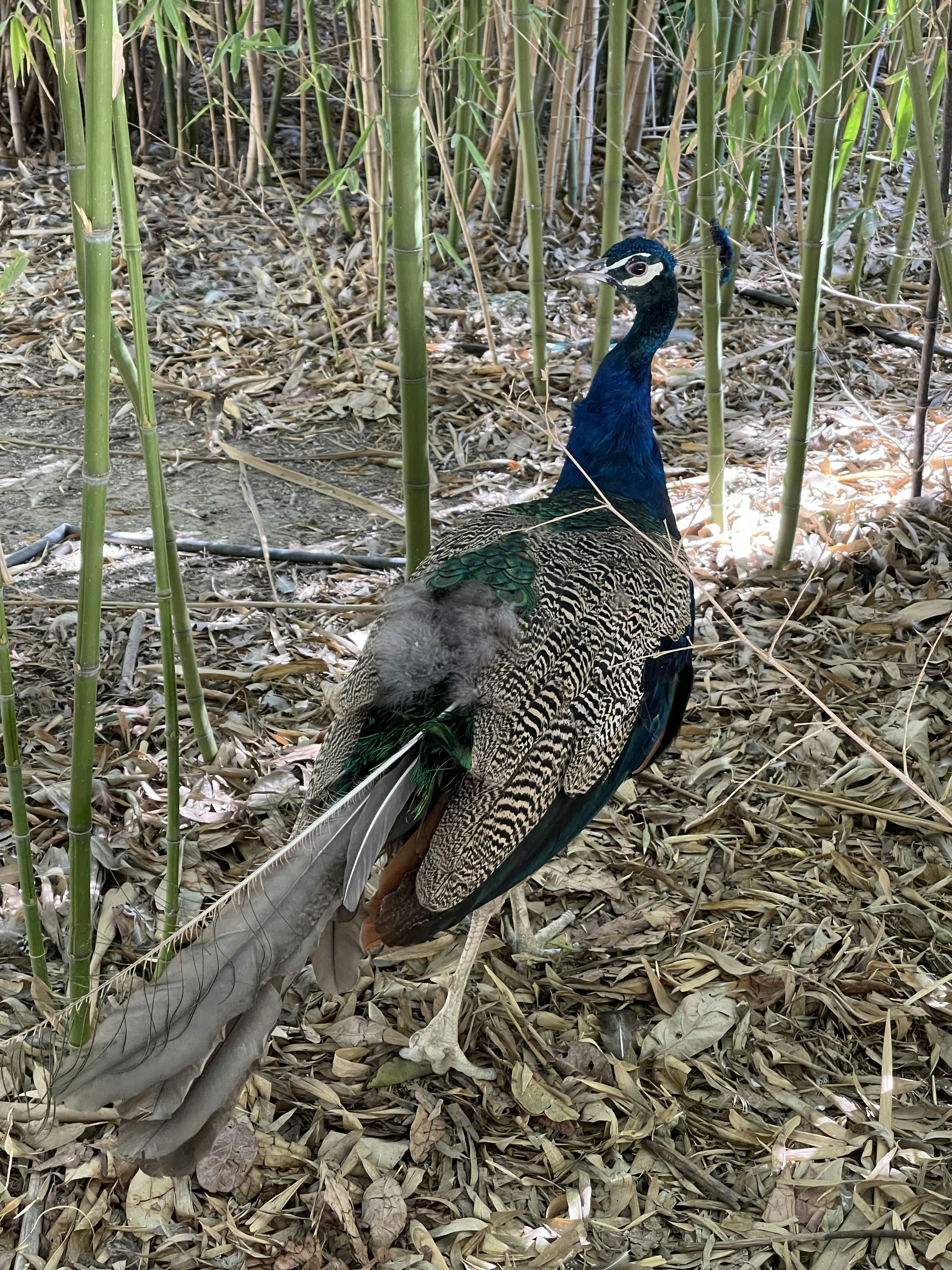 Vivid Peacock Amid Bamboo: a Violet-Blue View Through The Thicket
