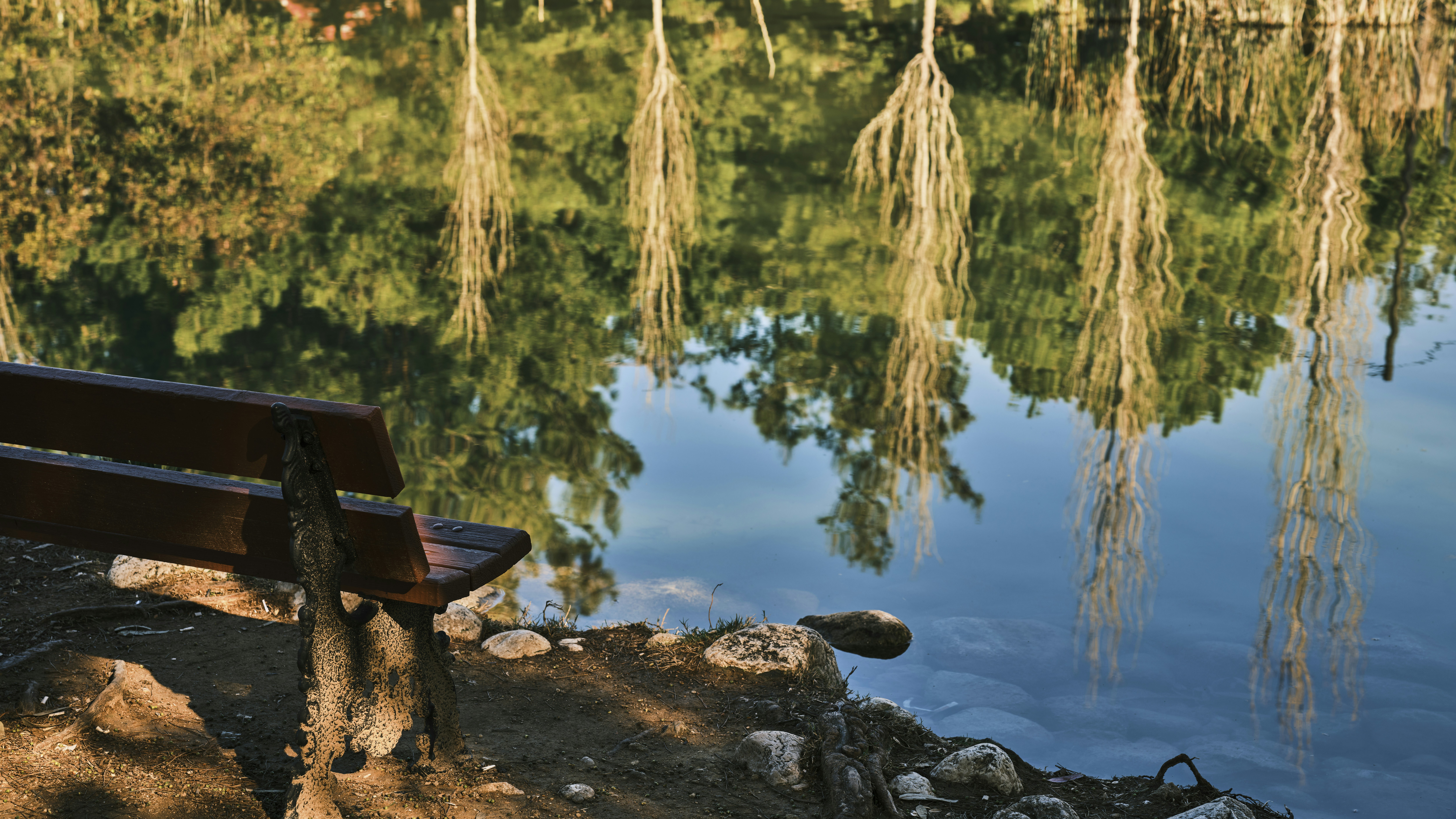 Bench by the Glassy Lake: Reflections of a Moss-Draped Forest