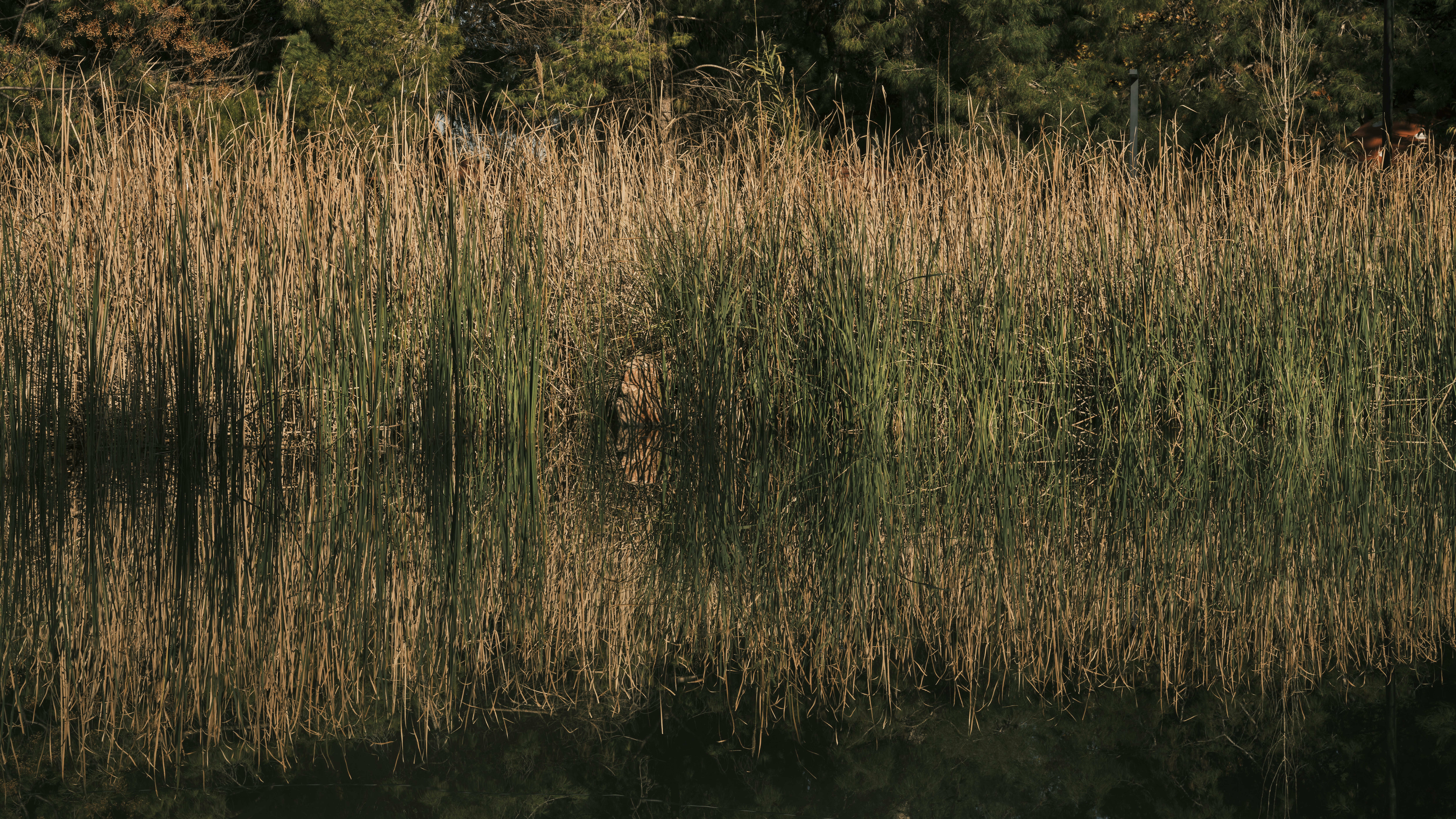 Reed Edge Reverie: Quiet Borderland by a Glassy Lake