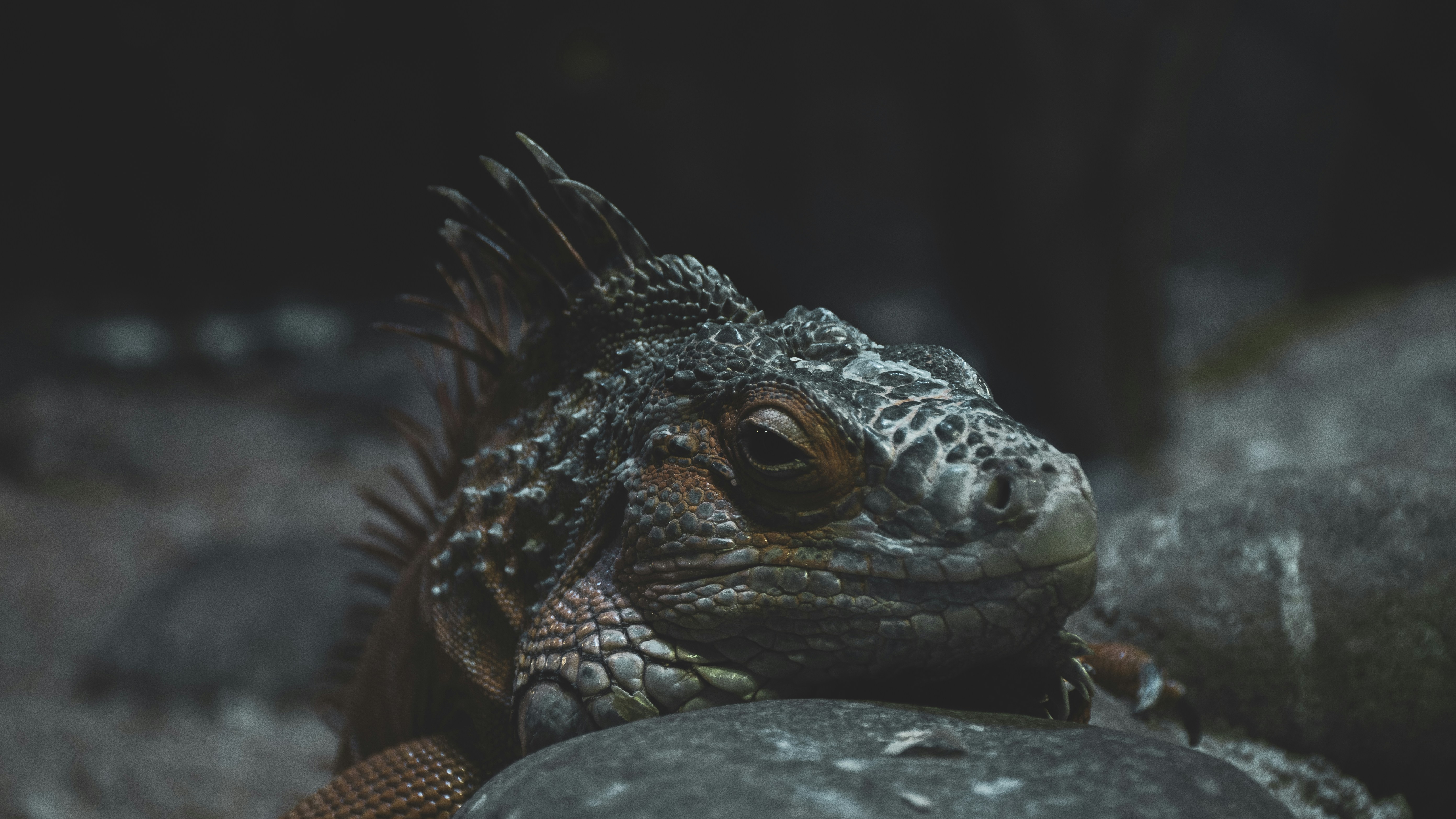 Stonecrest Sentinel: A Spined Iguana Paused in Dusk