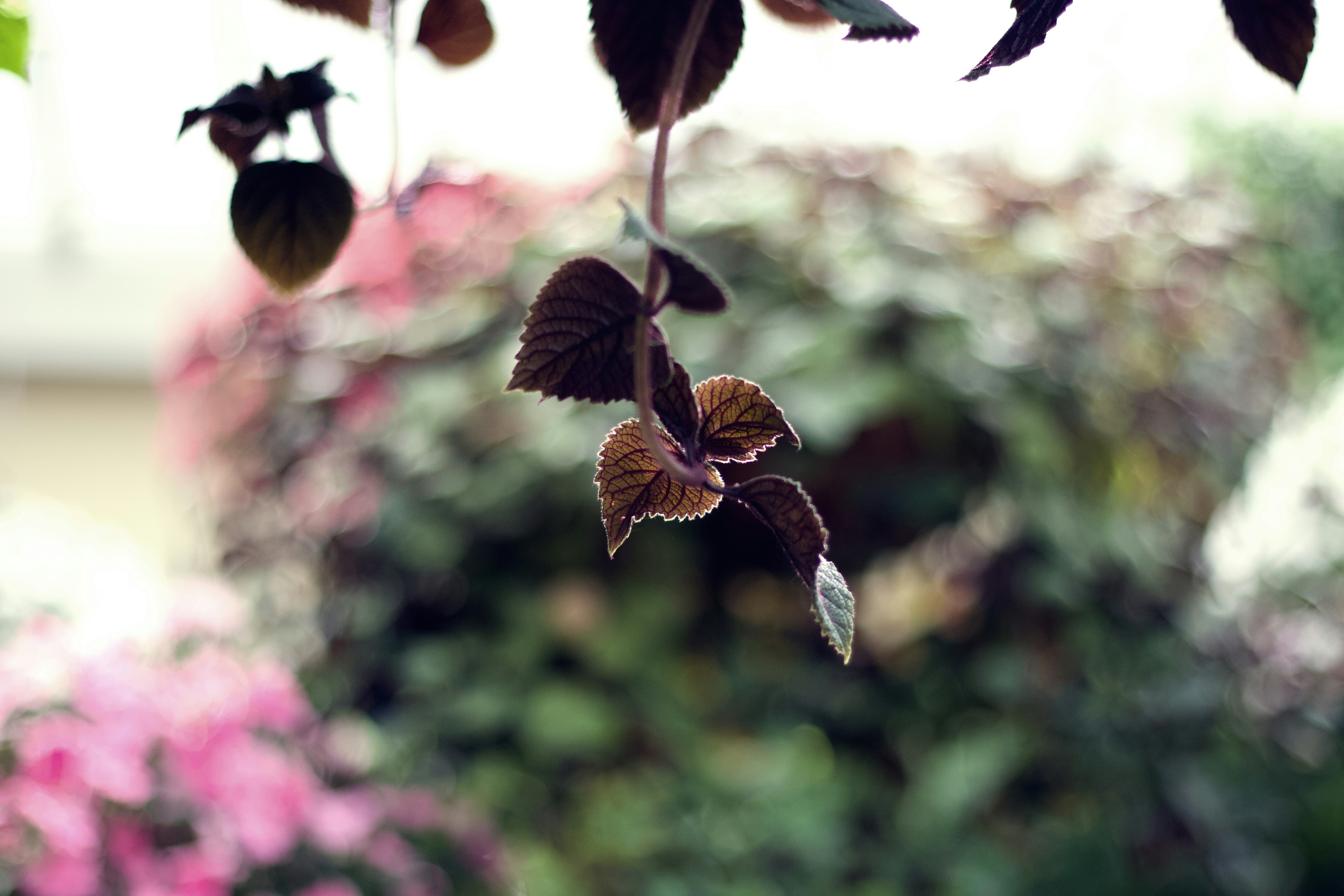 A Quiet Leaf in Velvet Garden Blur