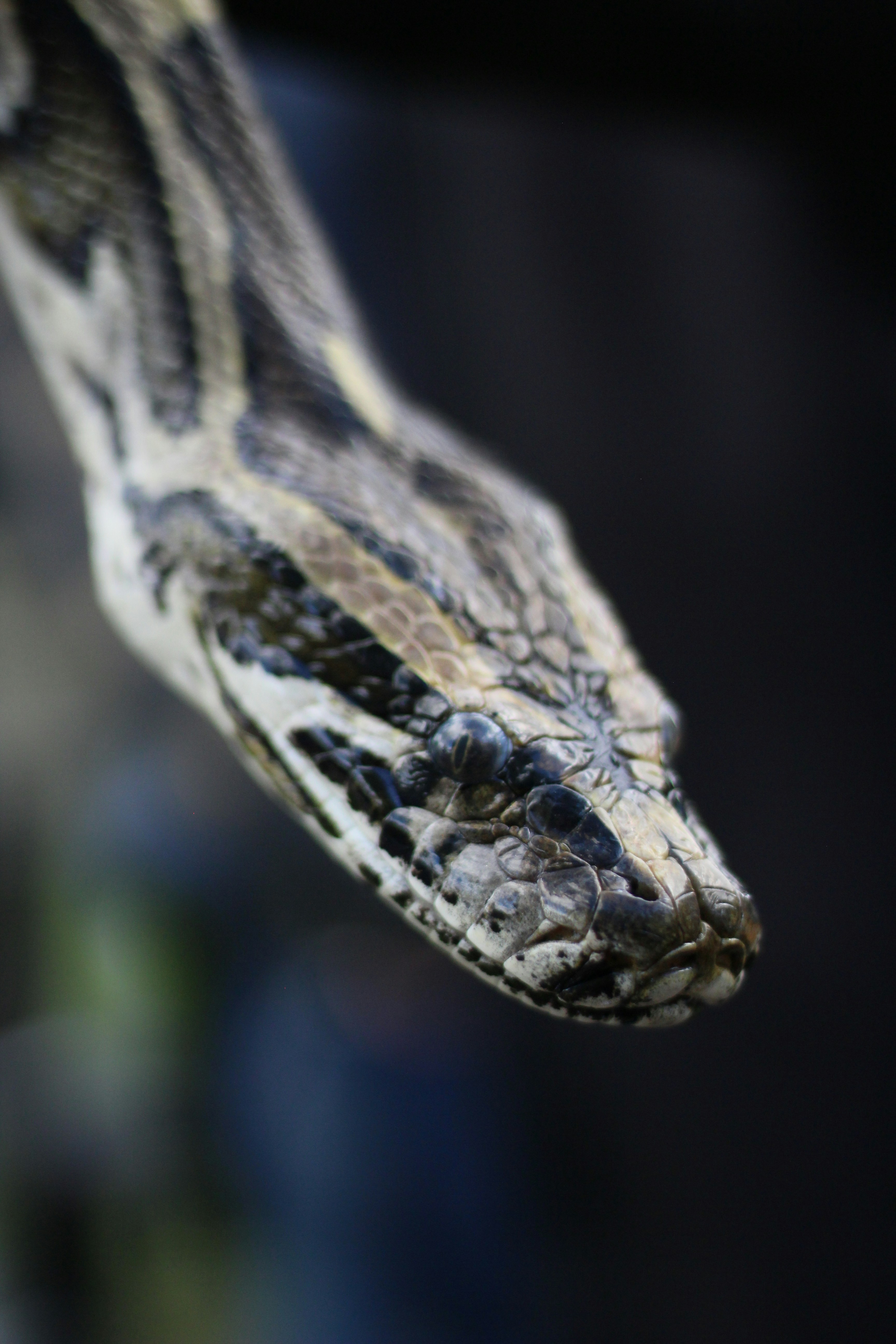Texture in Focus: Close-Up Portrait of a Patterned Snake's Head