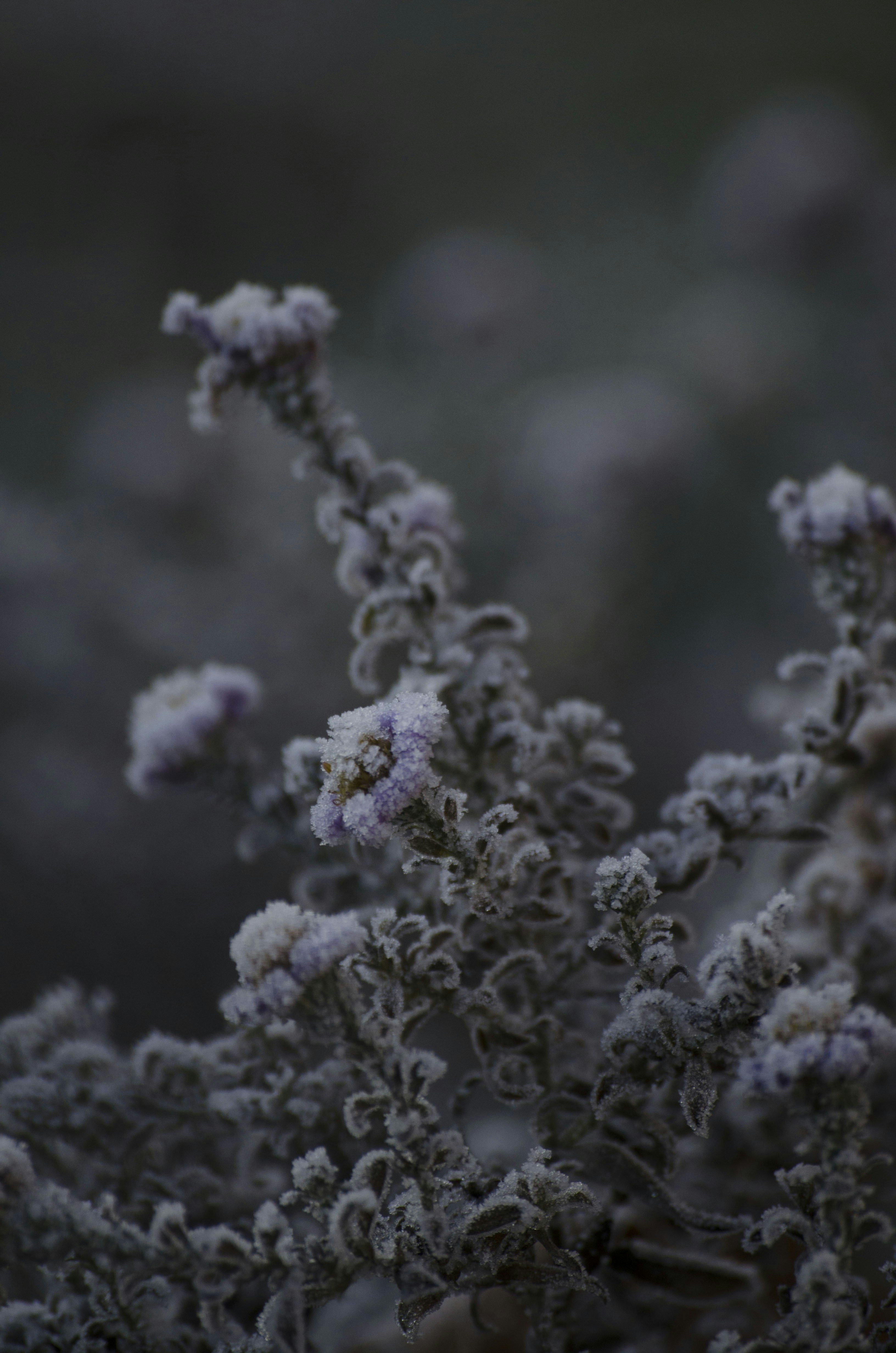 a close up of a plant with snow on it
