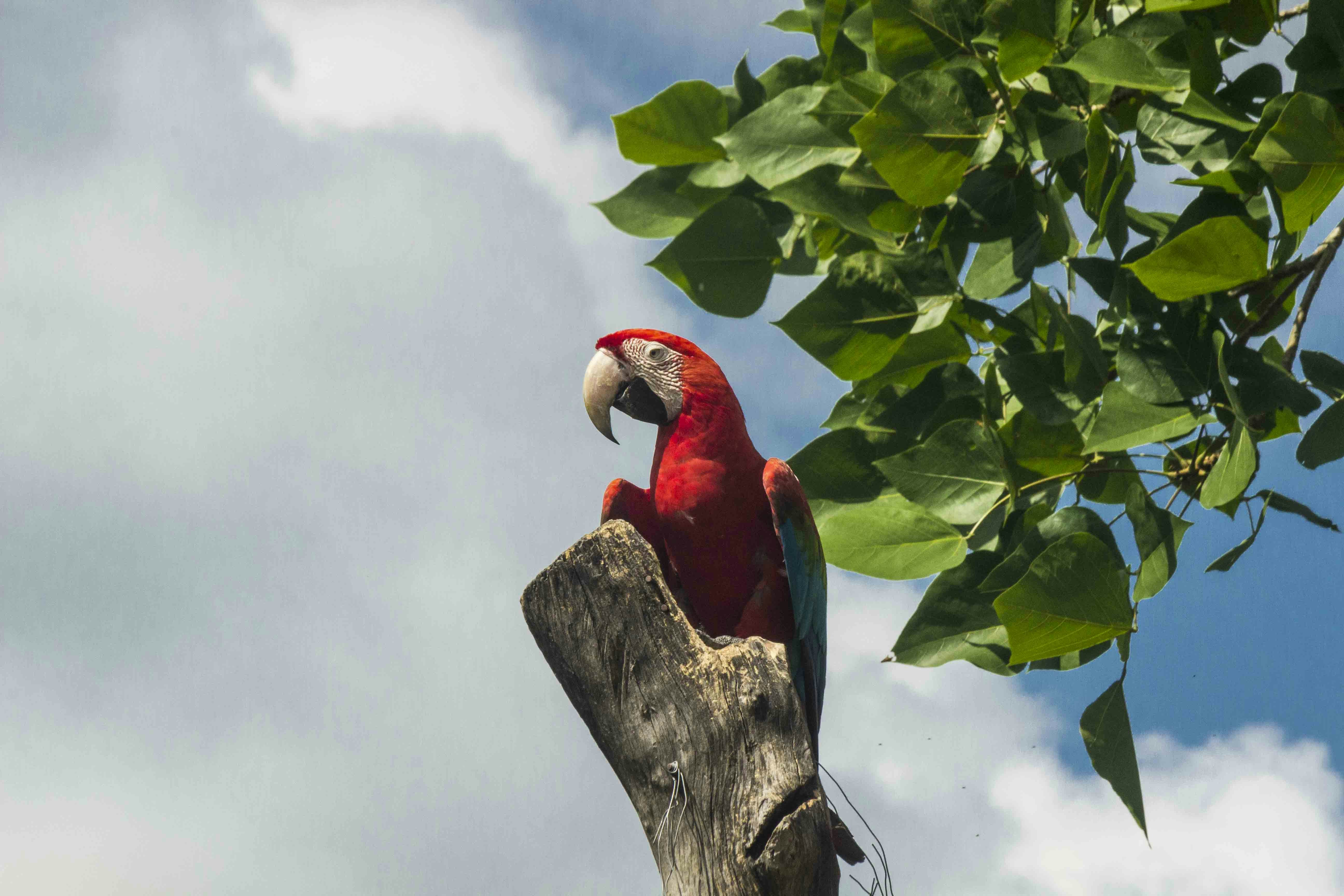 Scarlet Parrot on a Weathered Perch Beneath a Lush Canopy