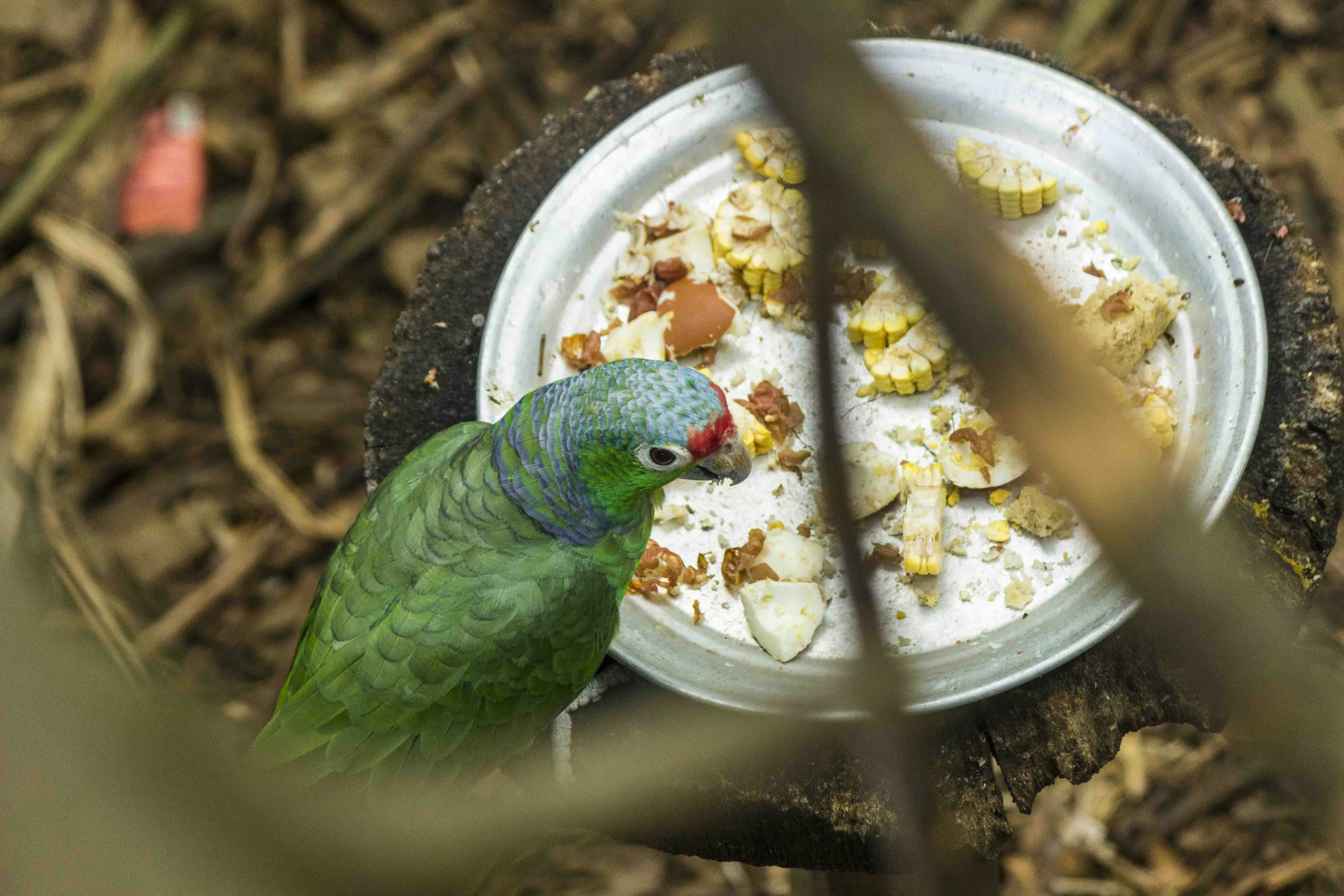 A vibrant green parrot inspecting a plate of leftover food on a log amidst a dense forest setting.
