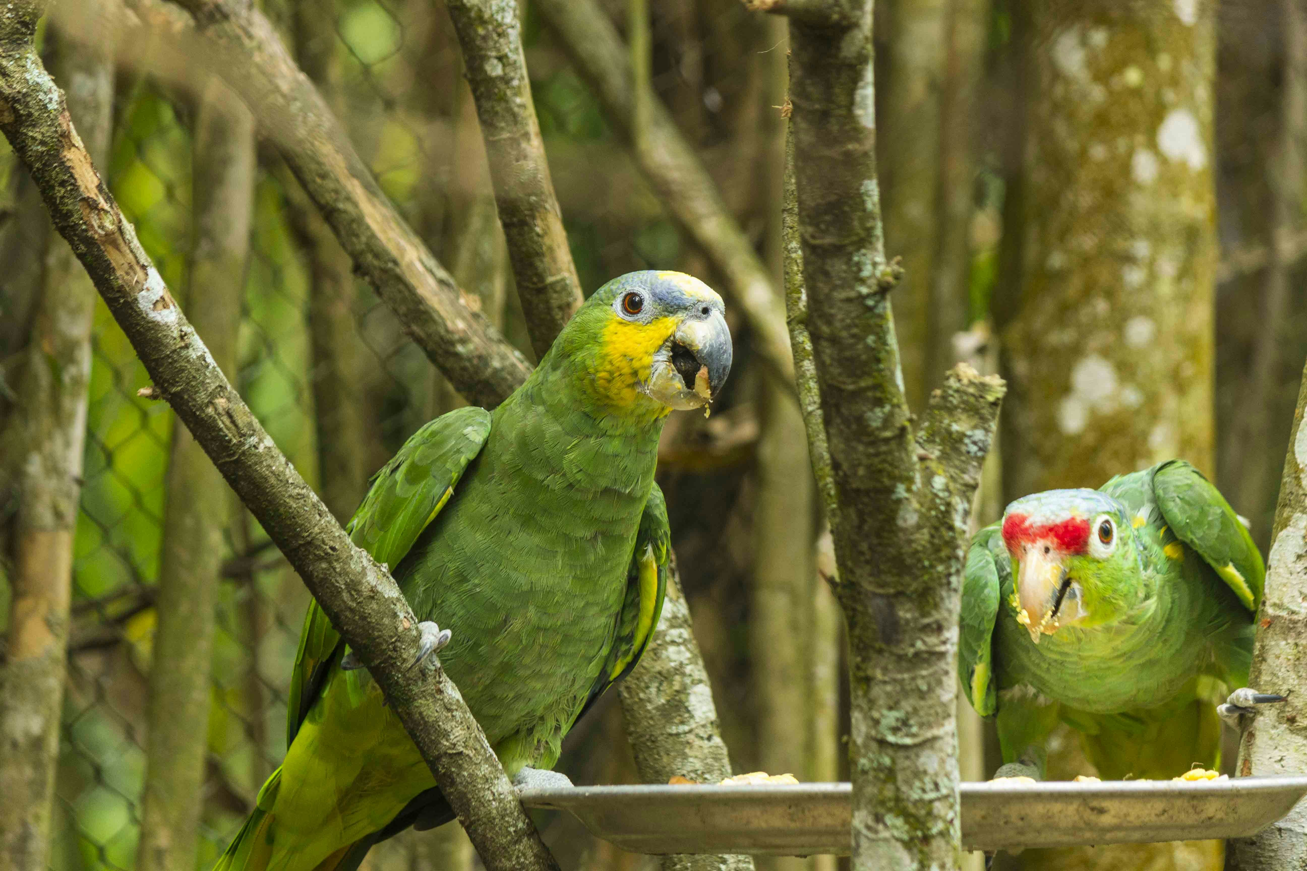 Two vibrant parrots perched among branches, showcasing their colorful plumage and inquisitive expressions.