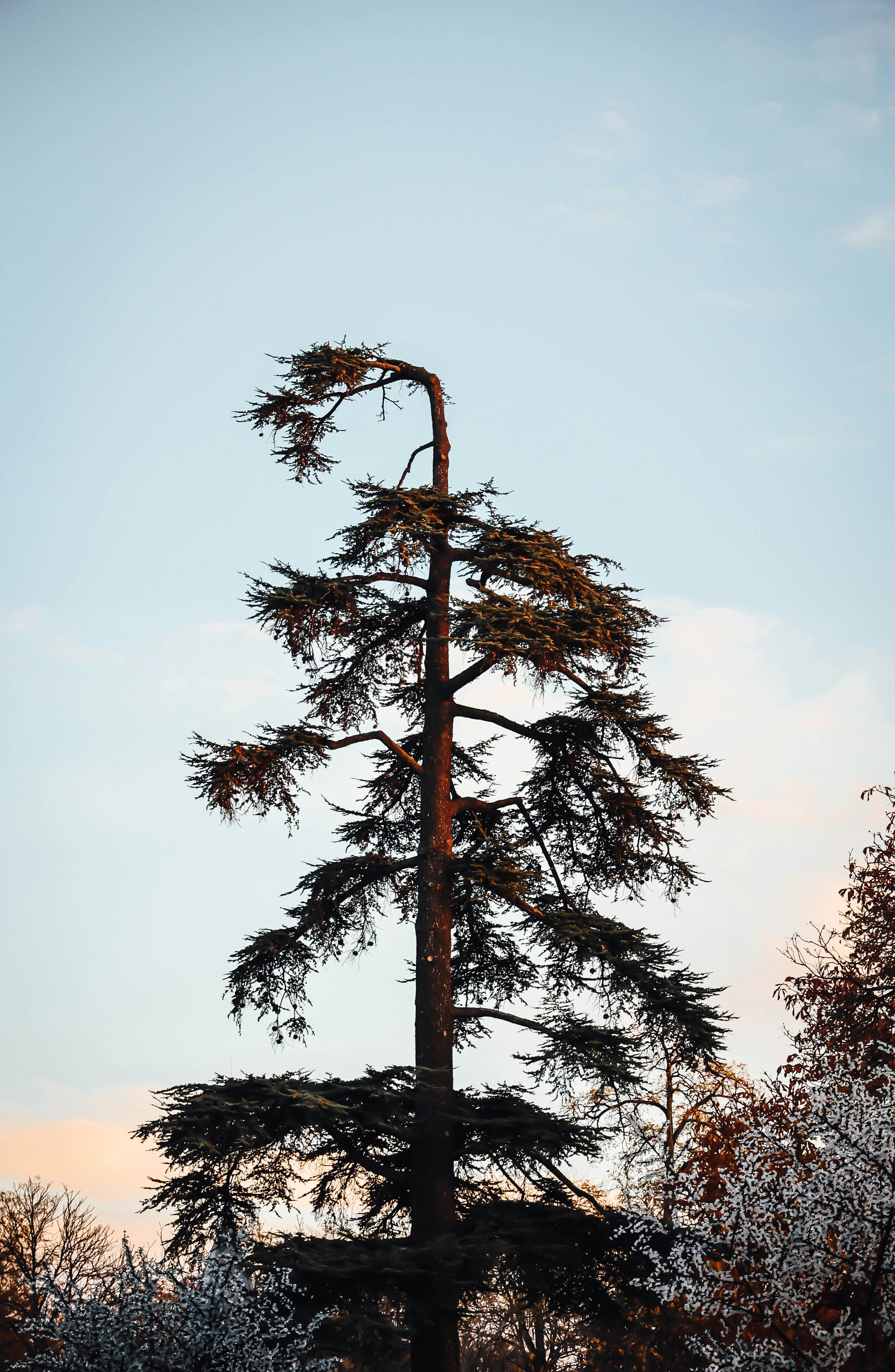 Ice-Age Tree