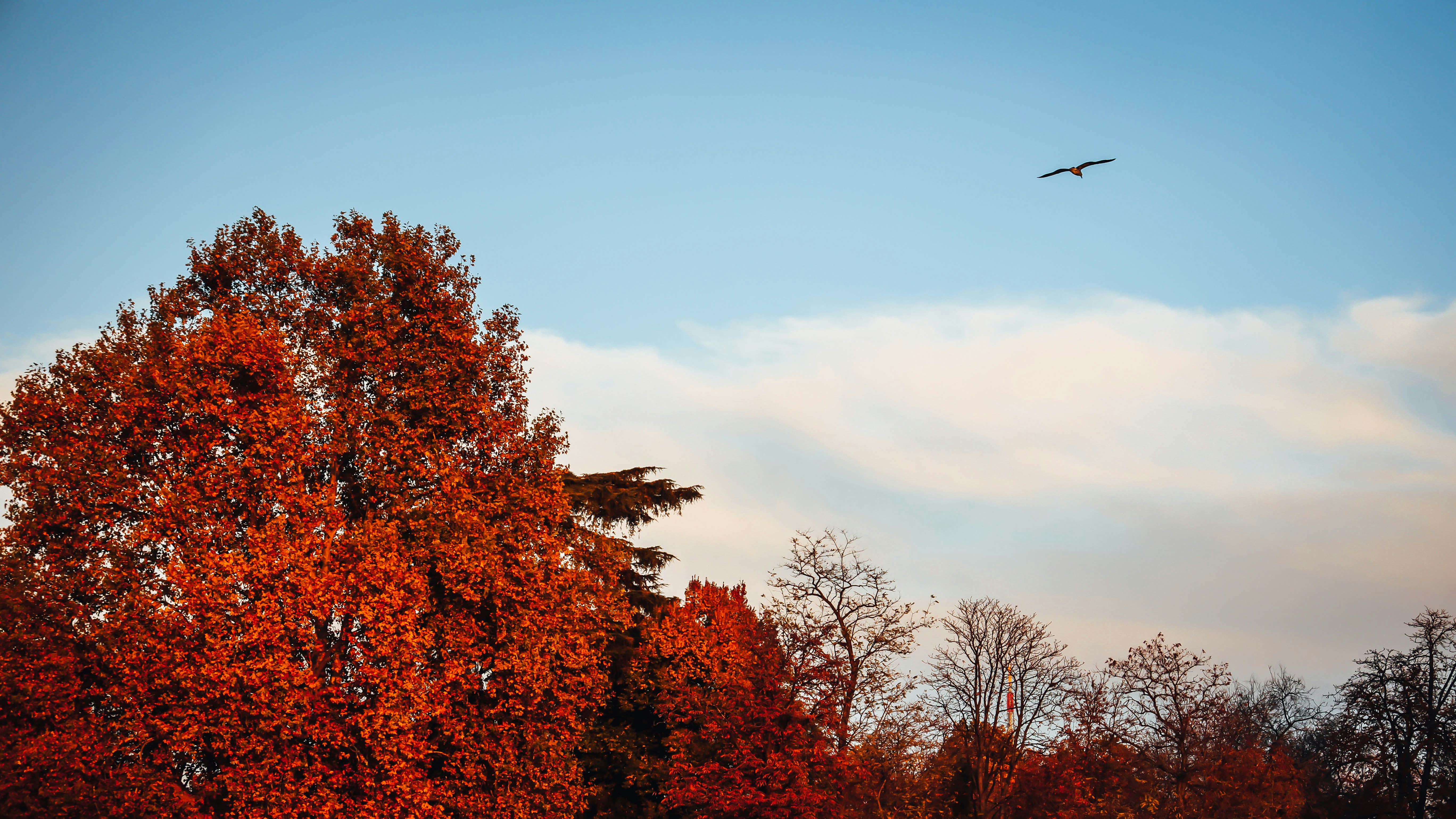 The Bird and the Warm TreesIan Deneumostier