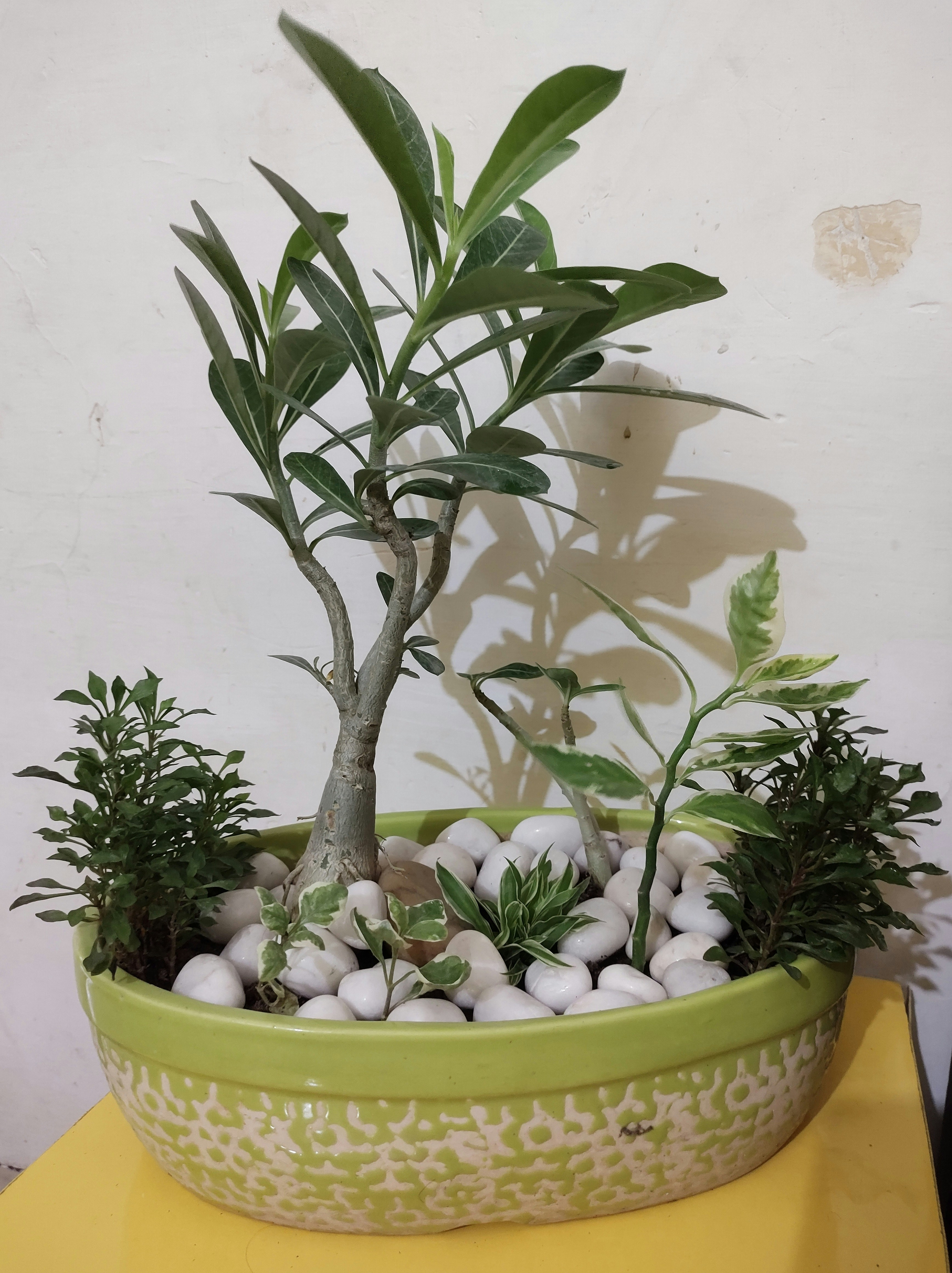 Indoor plant arrangement featuring various green plants and decorative white pebbles in a vibrant green pot. The composition highlights the tranquility of nature indoors.