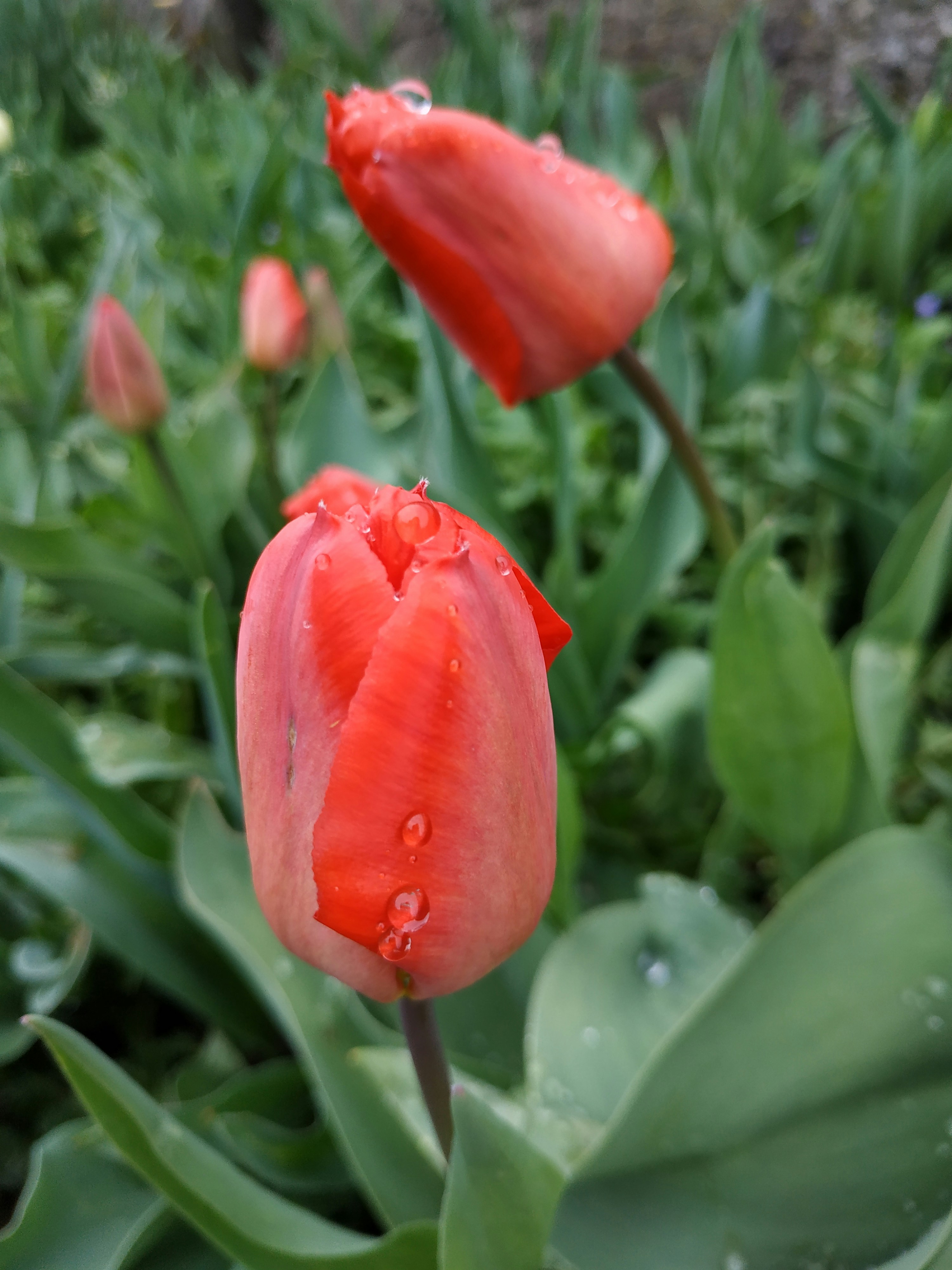 Two Red Tulips