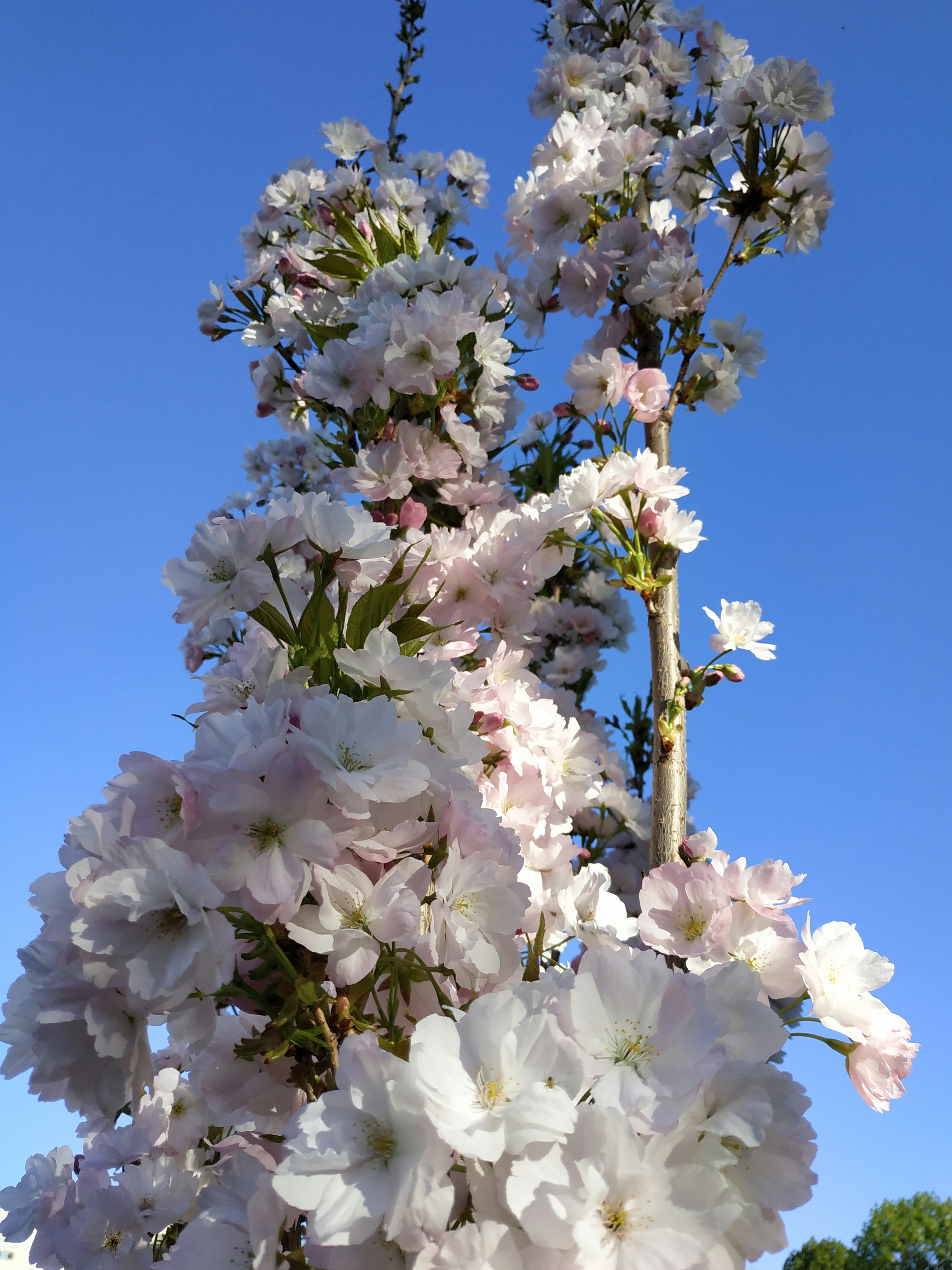 a bunch of flowers that are in a vase
