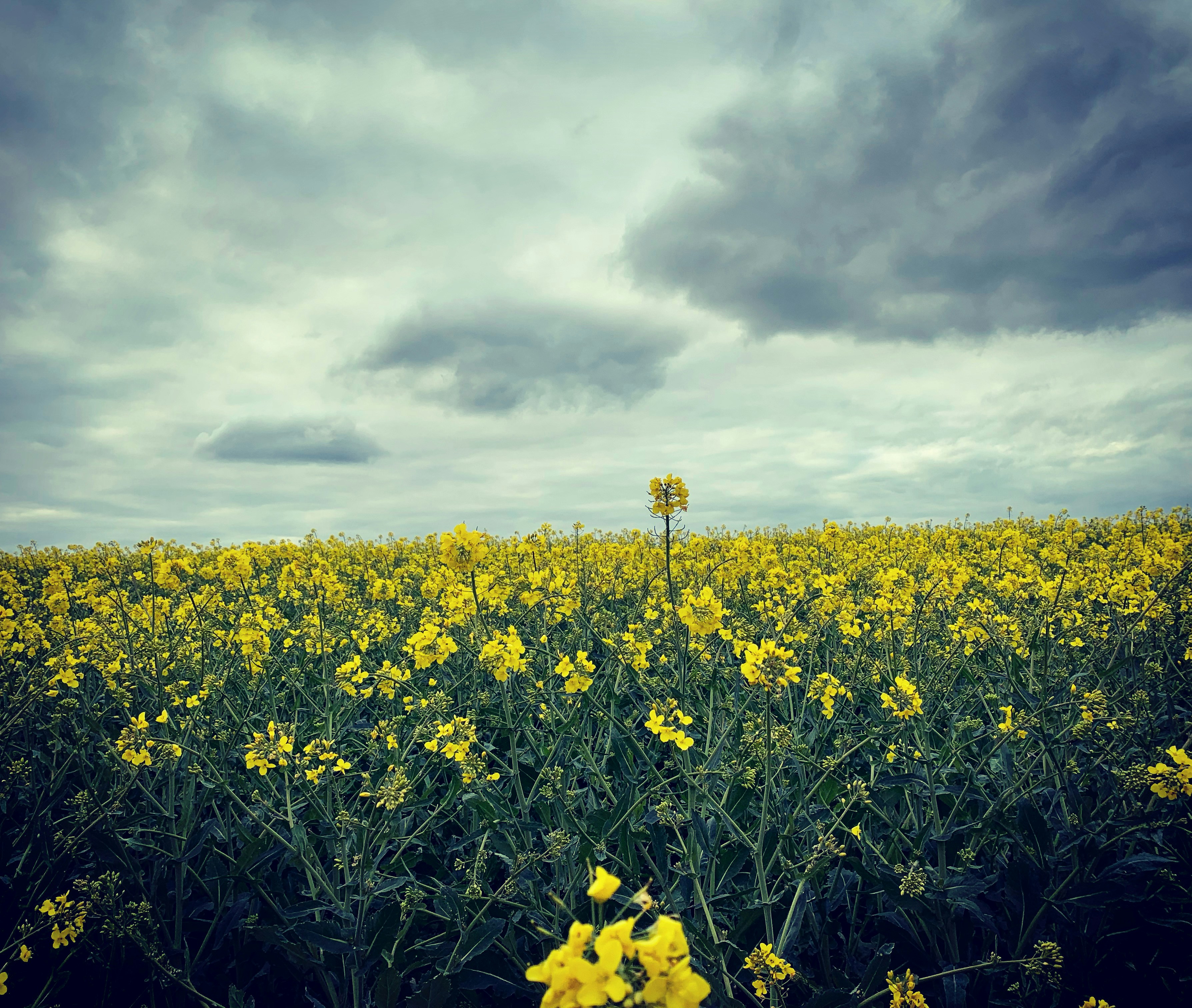 Gold Sea Under Thunderhead: Canola Field in Moody Light