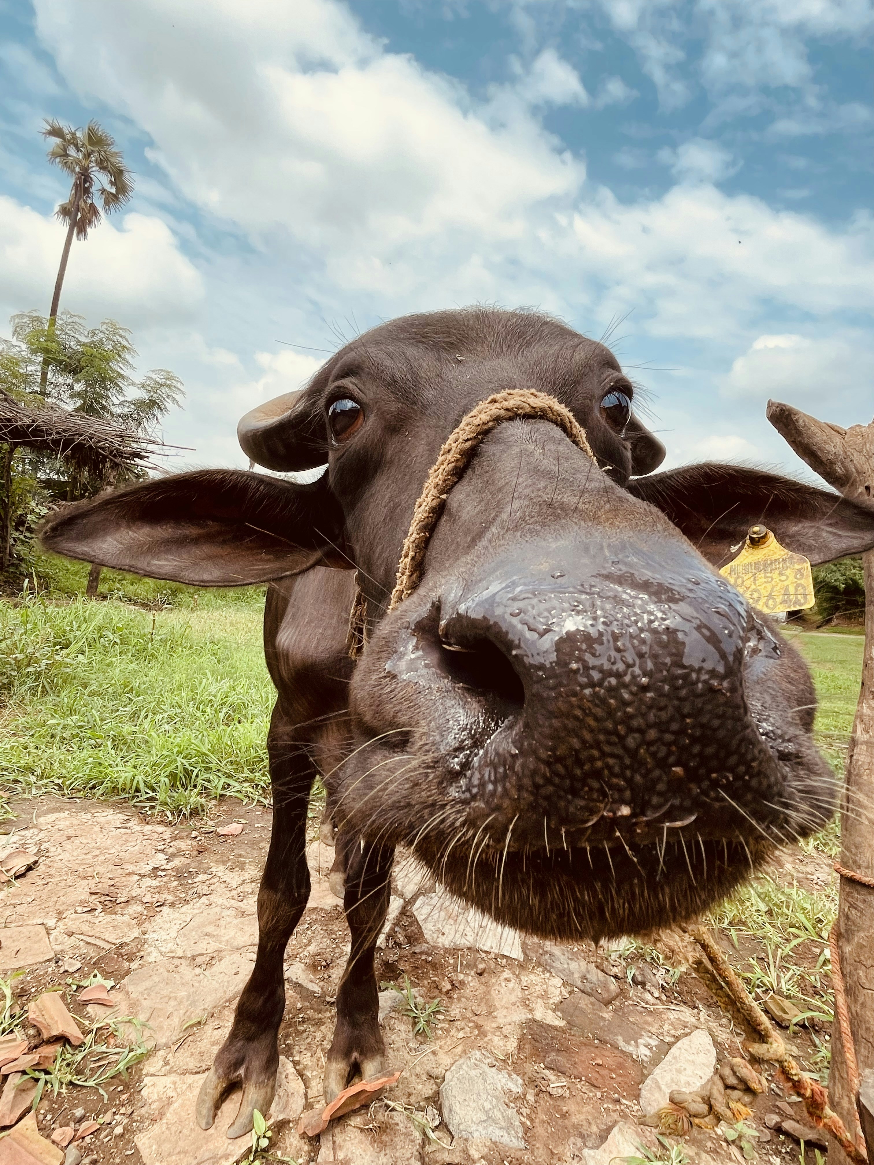 Close-Up Curious: A Cow's Nose Reaches for the Lens