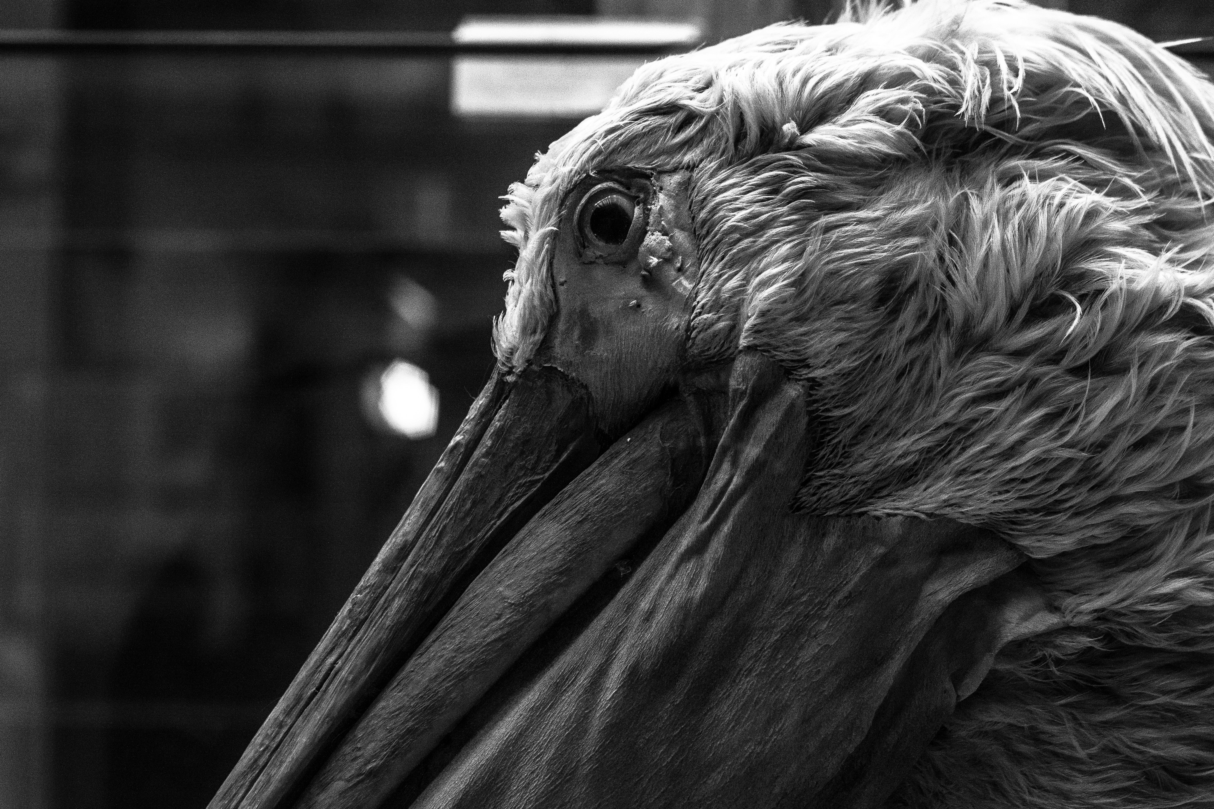 Iron Beak, Quiet Eye: A Monochrome Pelican Portrait