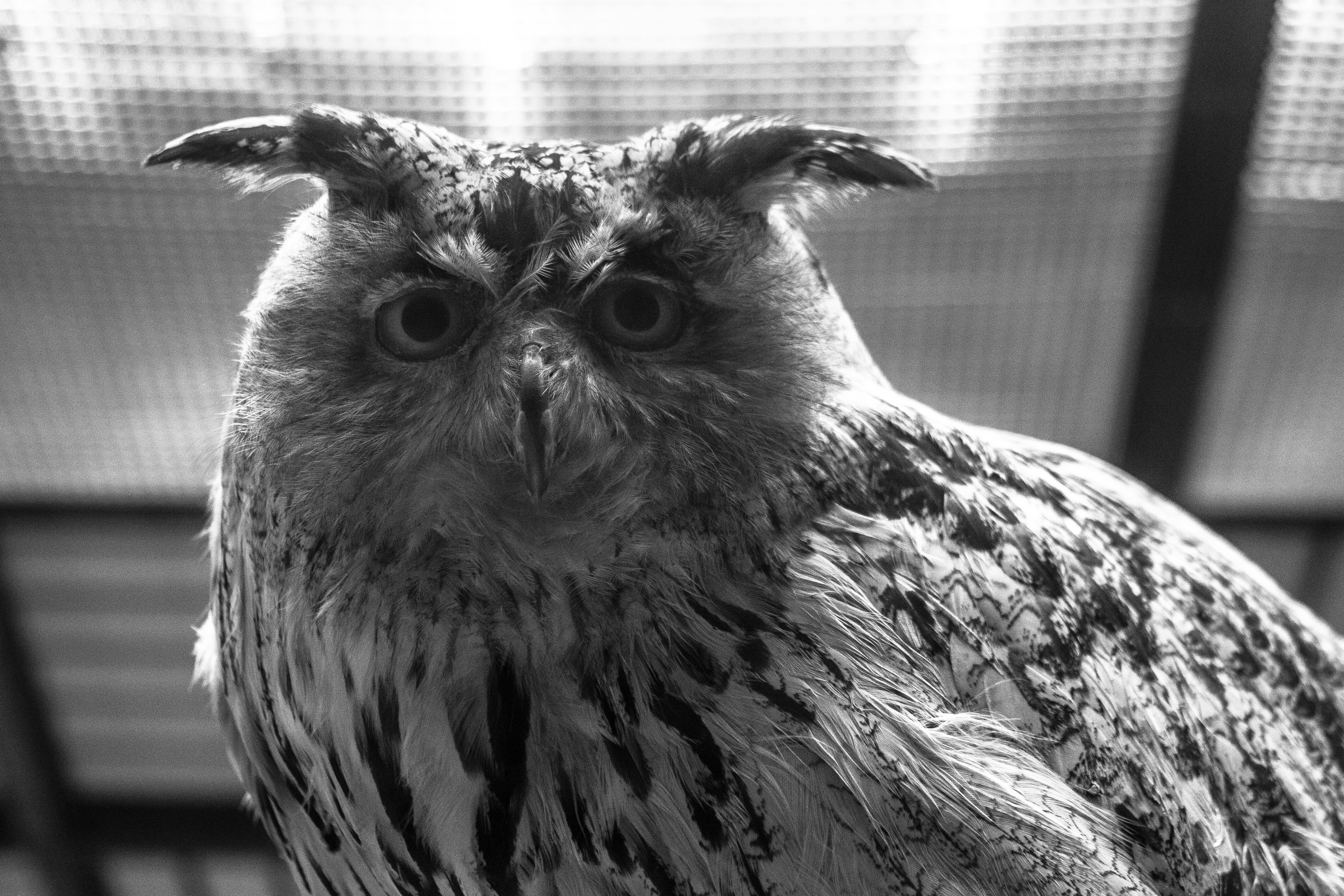 Une photo en noir et blanc d’un hibou photo – Photo Москва Gratuite sur ...