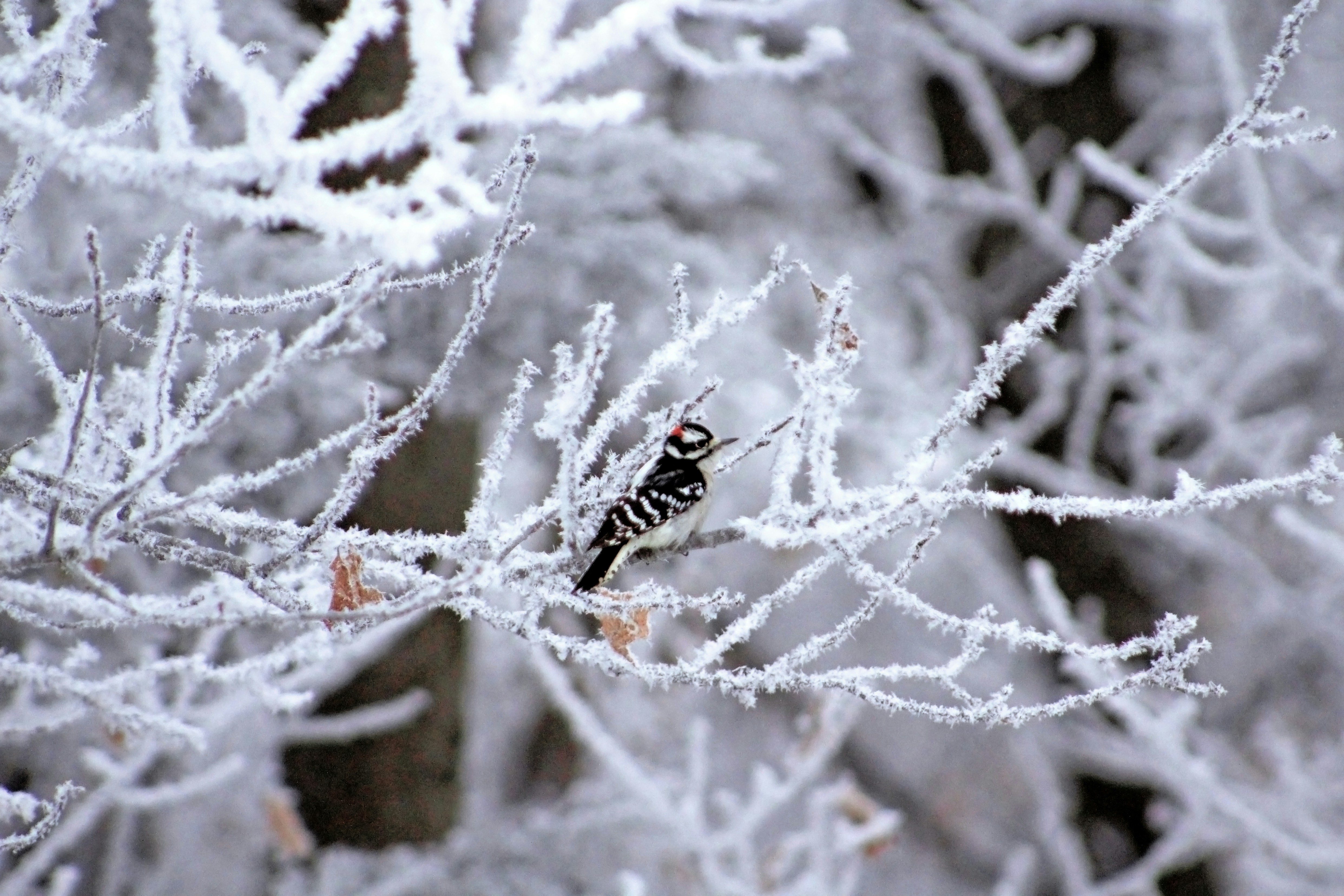 A woodpecker perched on a frost-laden branch amidst a winter wonderland, showcasing the delicate beauty of nature in cold conditions.