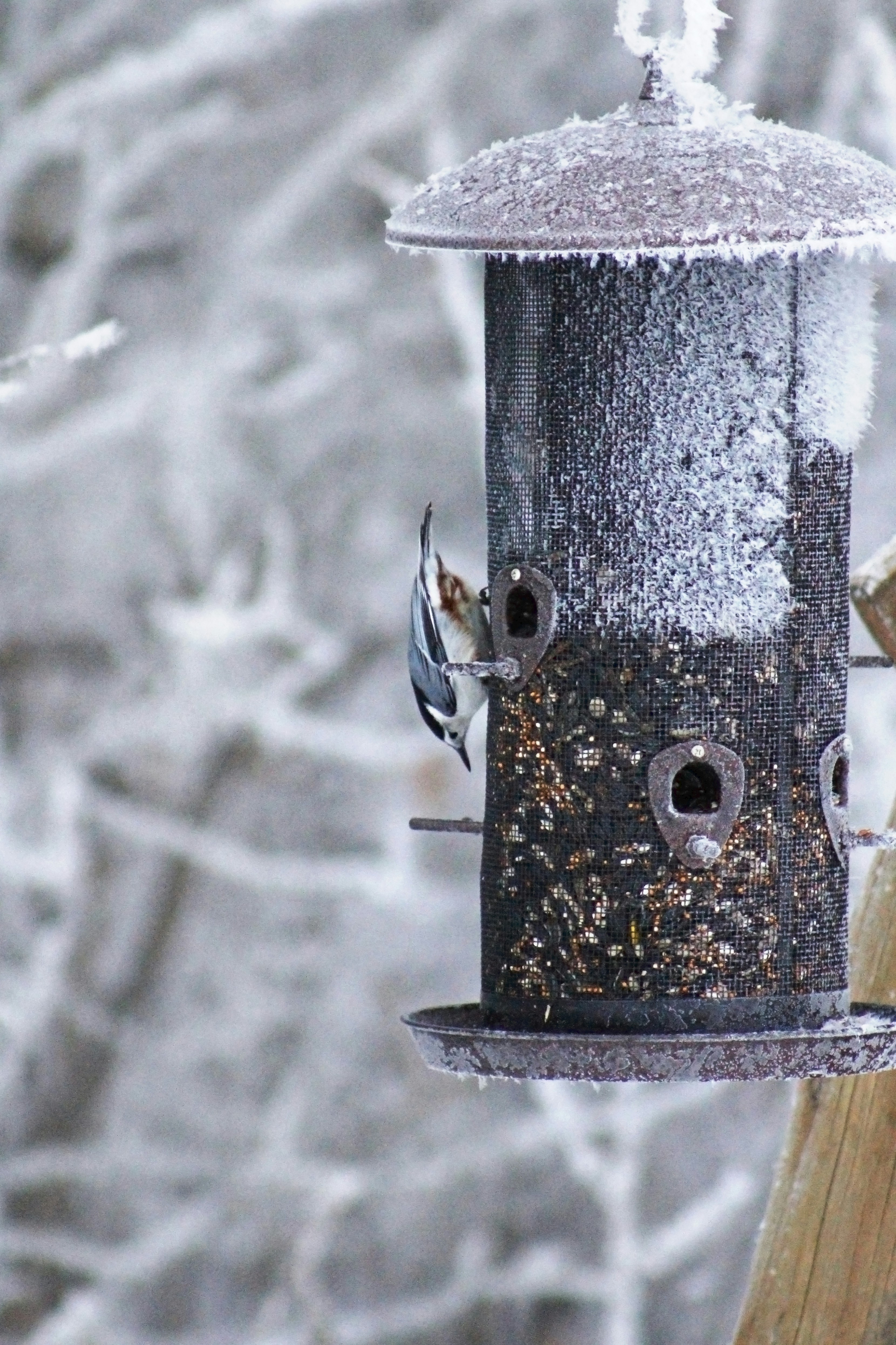 Frosted Feeder: A Winter Tune-Up for Feathered Visitors
