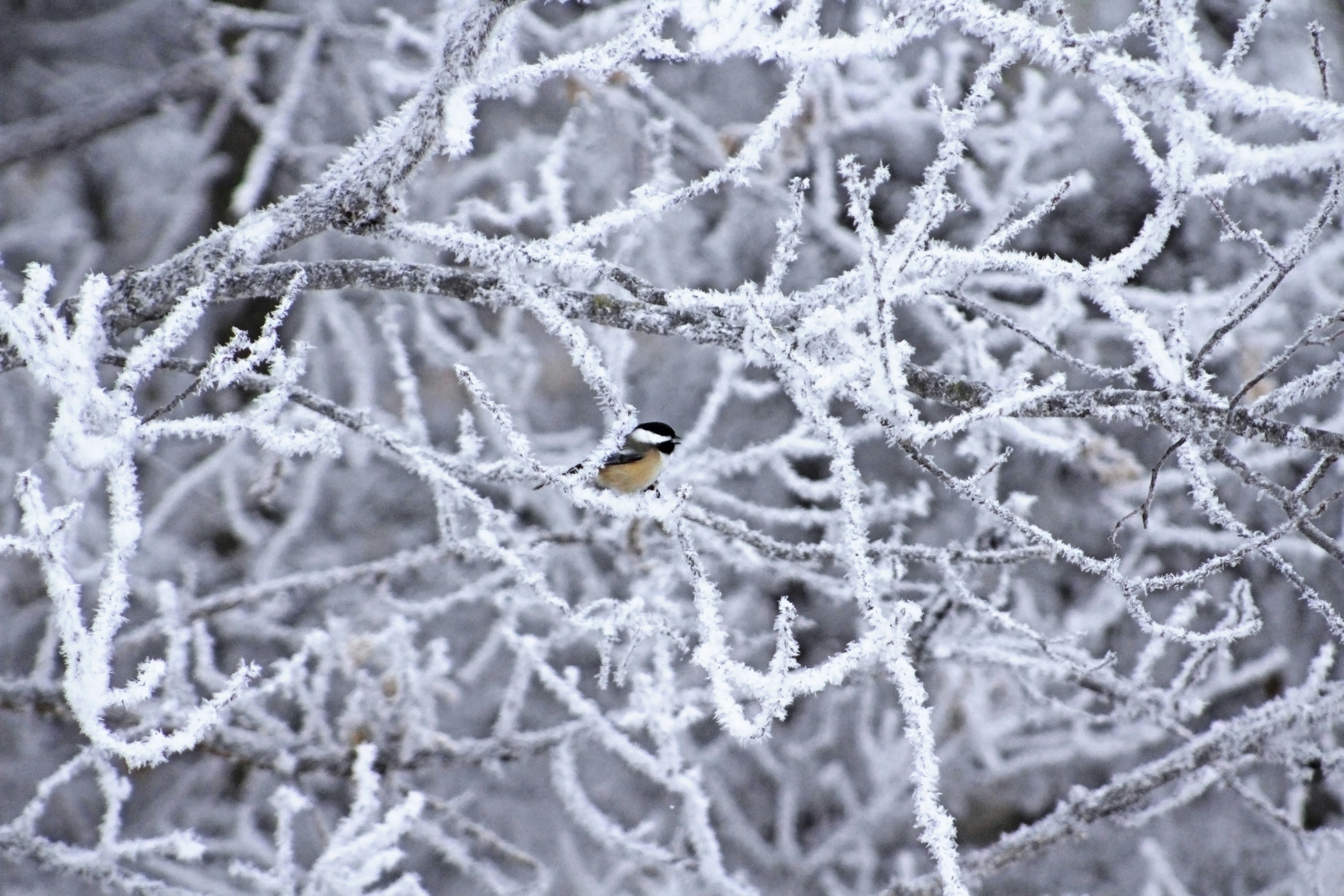 Winter Encircled: A Tiny Songbird Amid Frosted Canes
