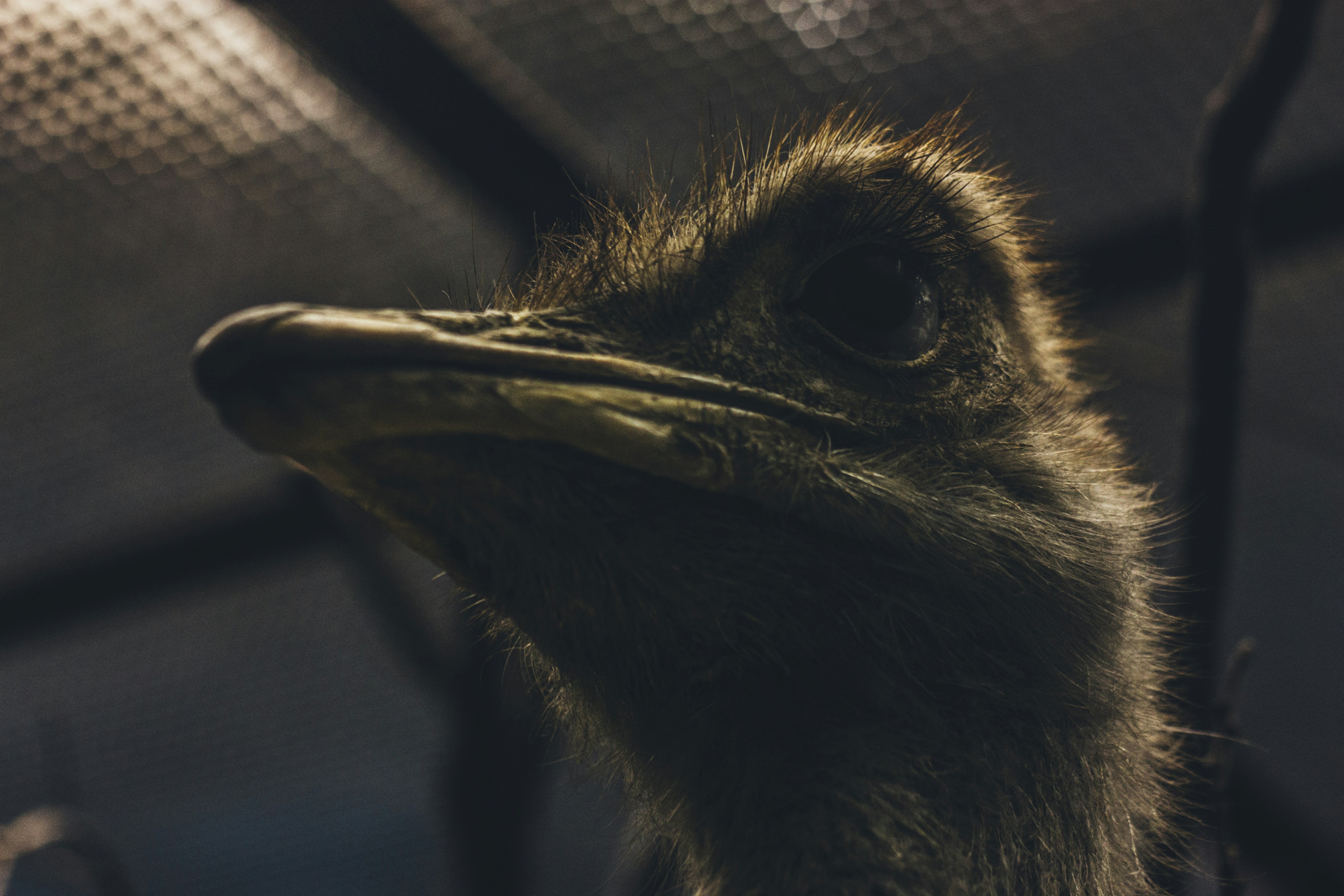 Curious Ostrich Chick Reaching Toward the Light