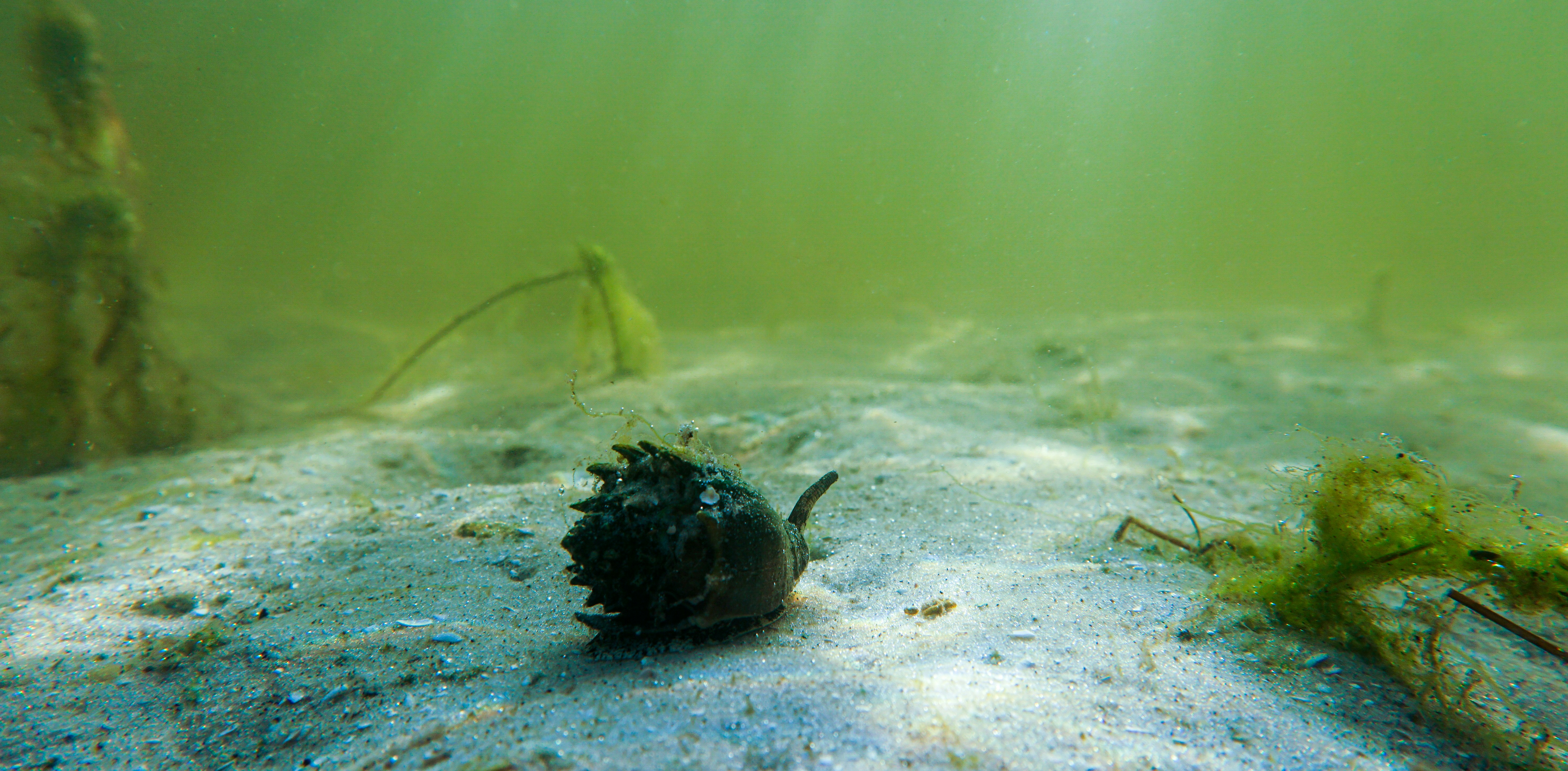 Low-angle Encounter with a Seabed Spiny Snail