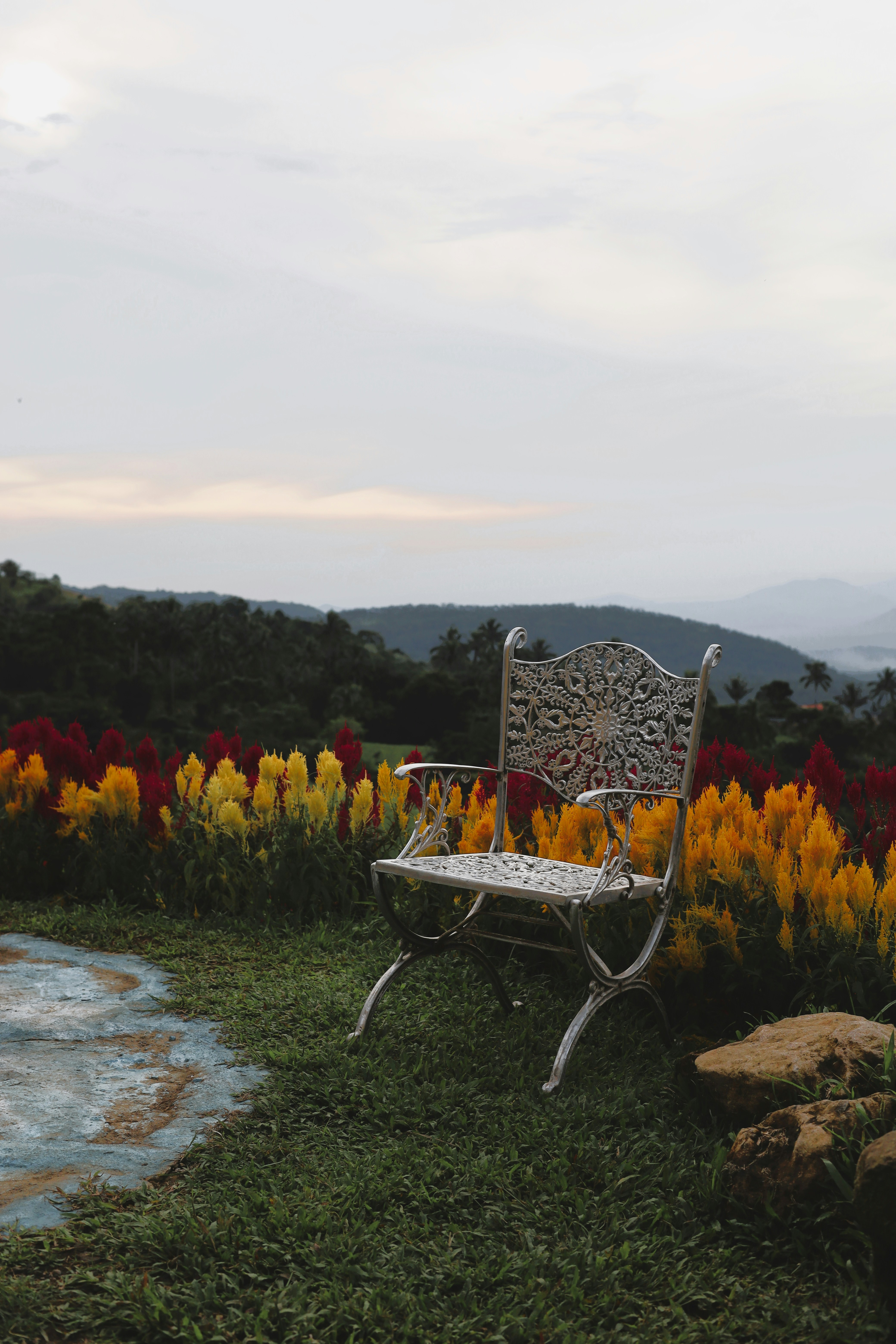 Ornate Bench, Bold Blooms: A Quiet Moment in Celosia Meadow