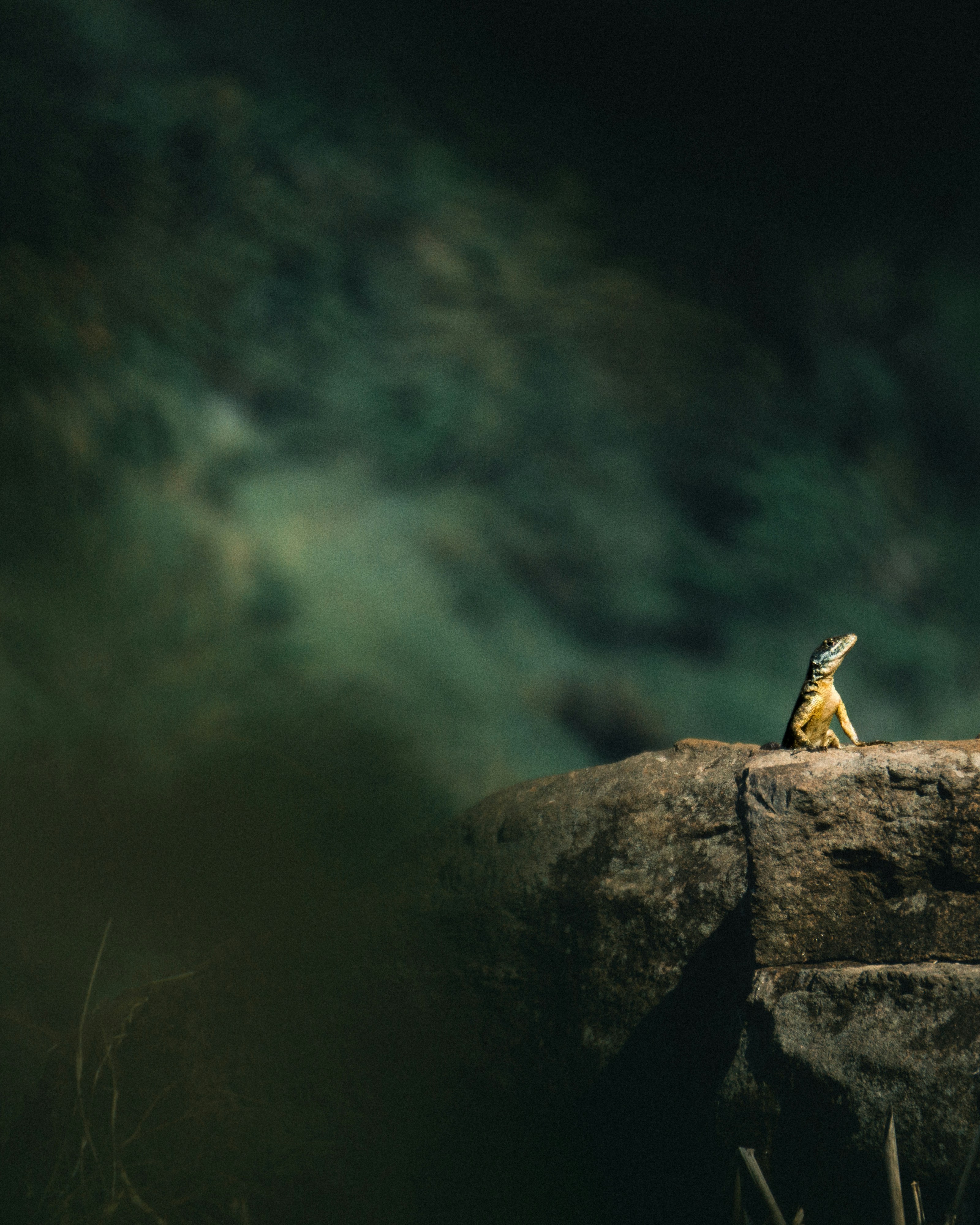 Perched Lizard on a Sun-Warmed Rock Amid Quiet Forest