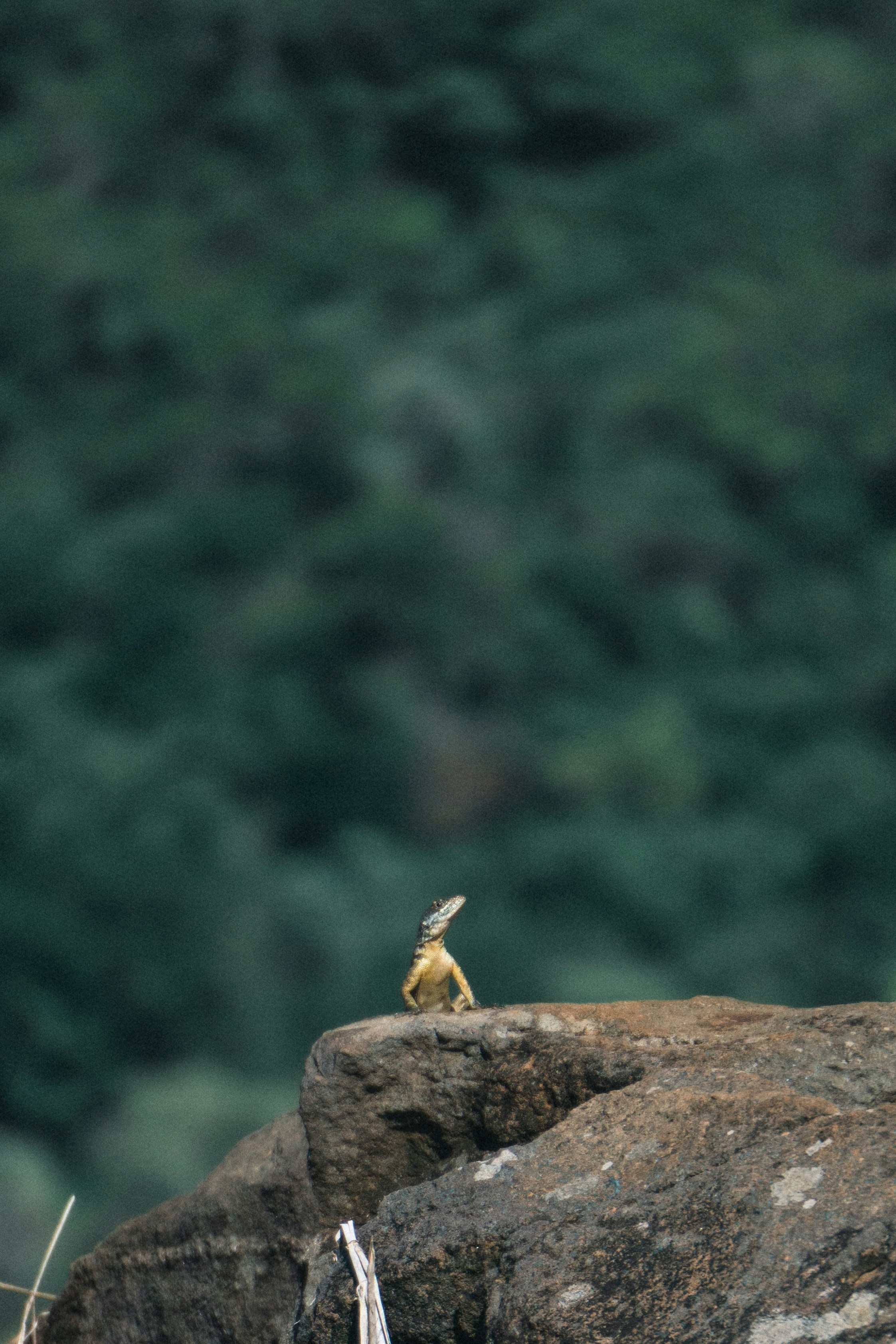 a small bird sitting on top of a large rock
