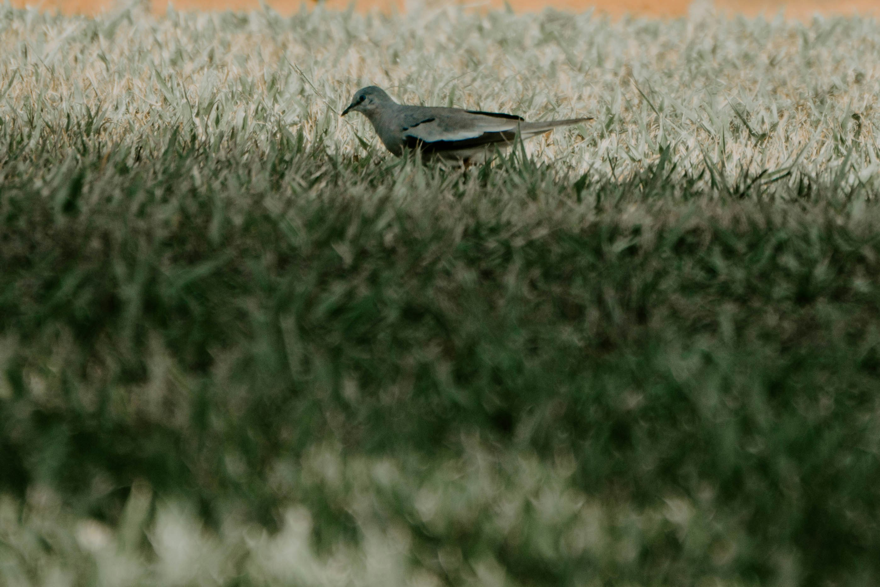 A lone shorebird cuts through the grass light on a quiet field