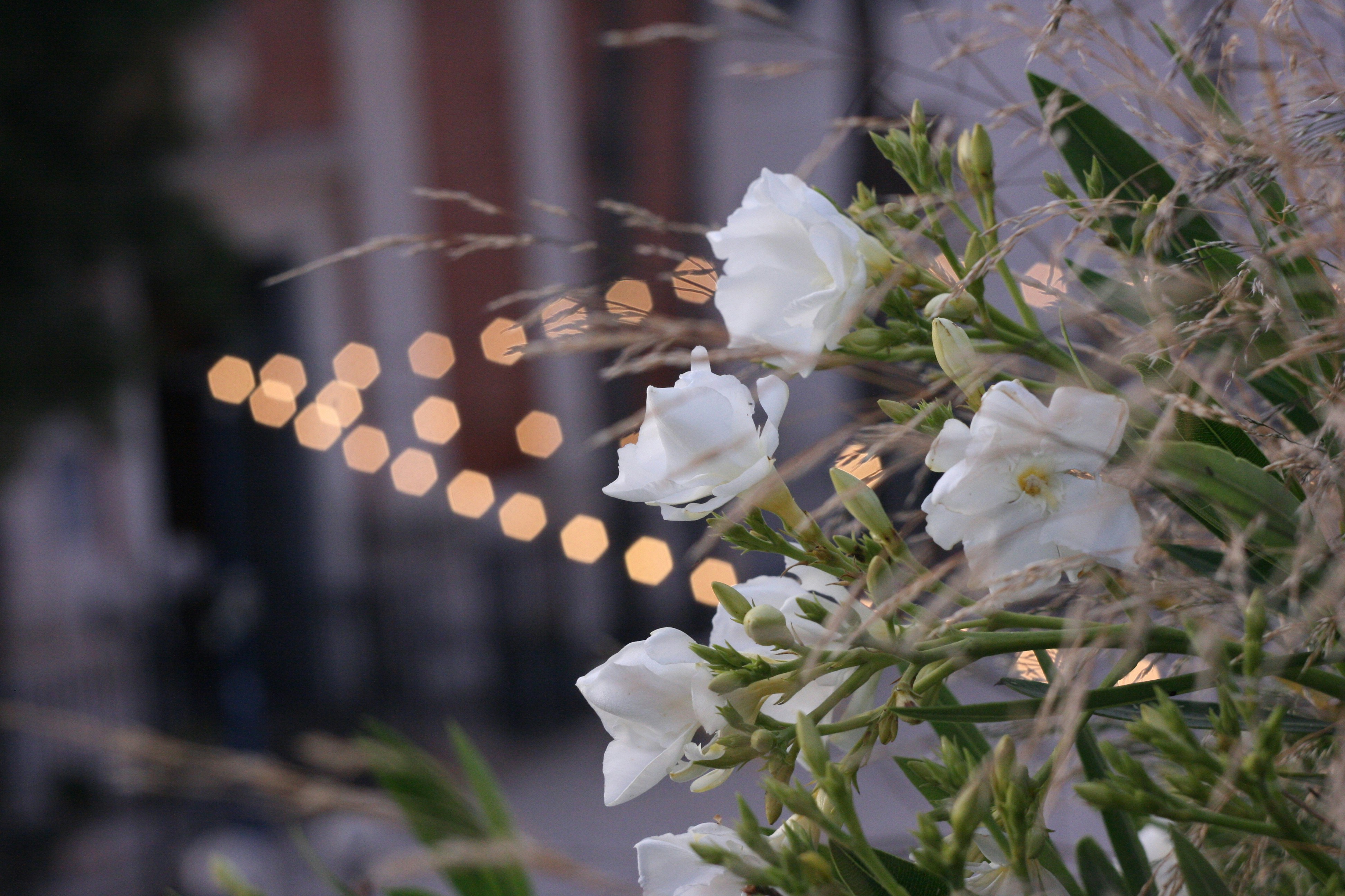 a bunch of flowers that are in a vase