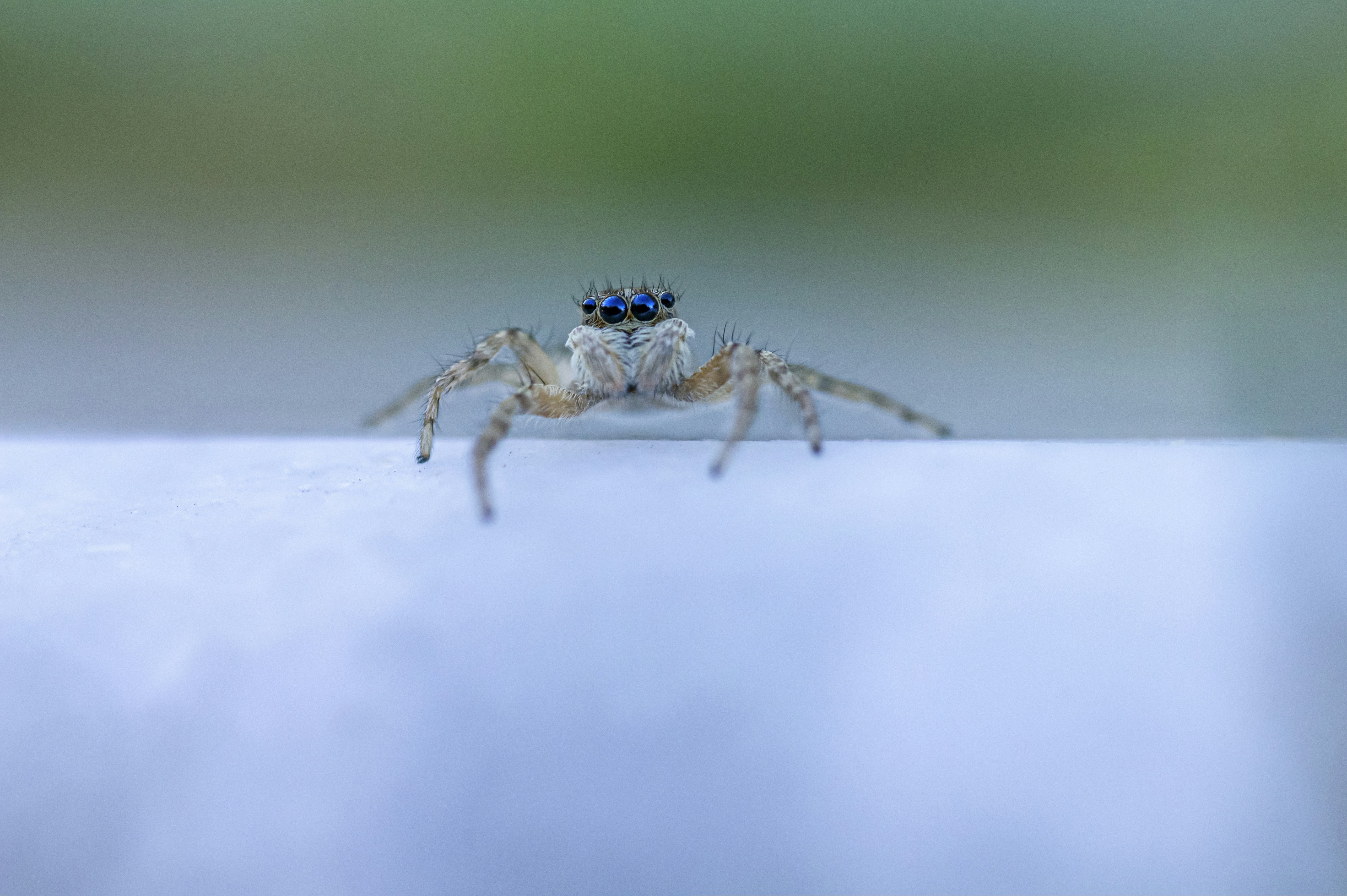 A close up of a spider on a white surface photo – Free Zakynthos Image ...