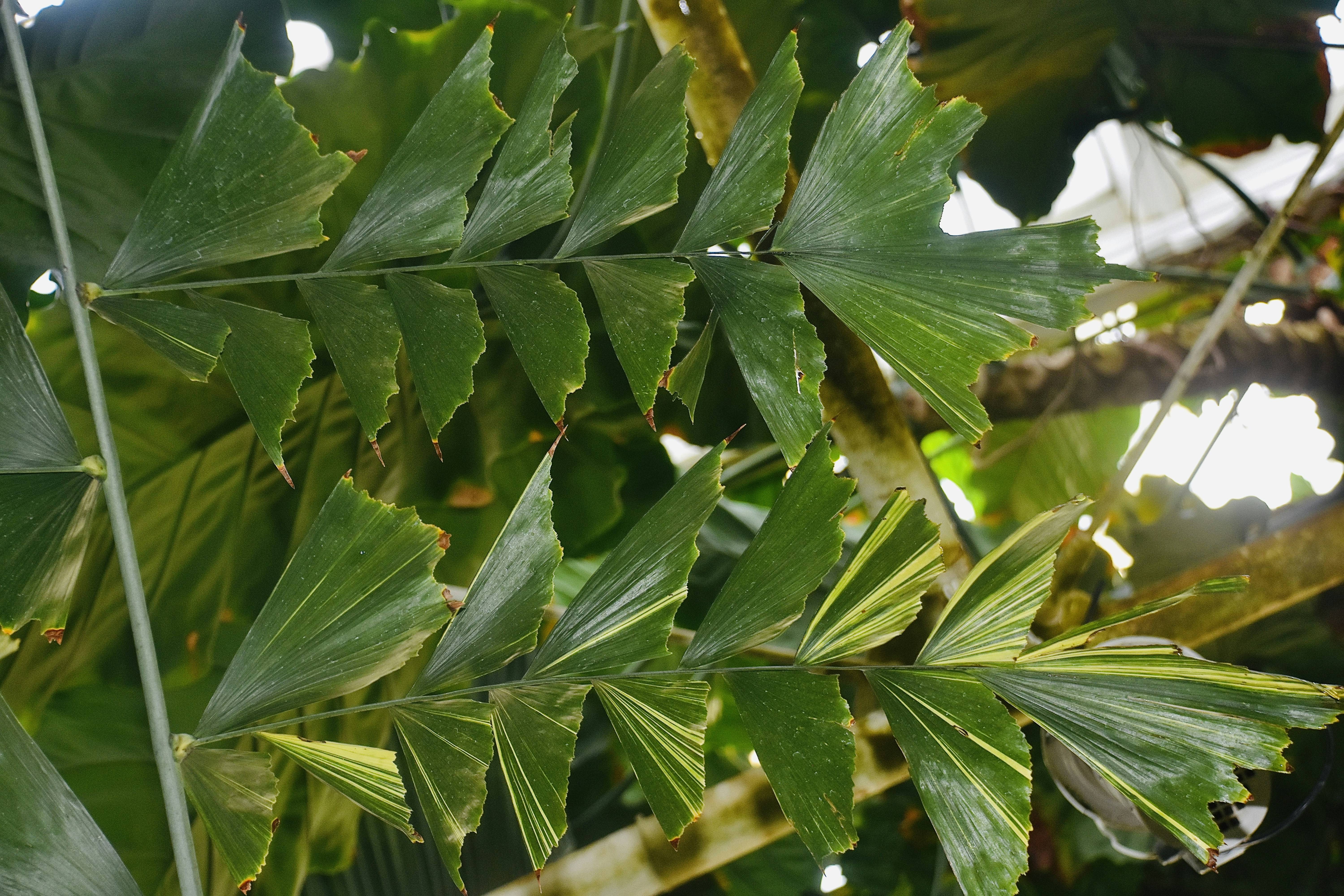 Intricate arrangement of green palm leaves showcasing their unique shapes and textures. The interplay of light and shadow enhances the natural beauty.