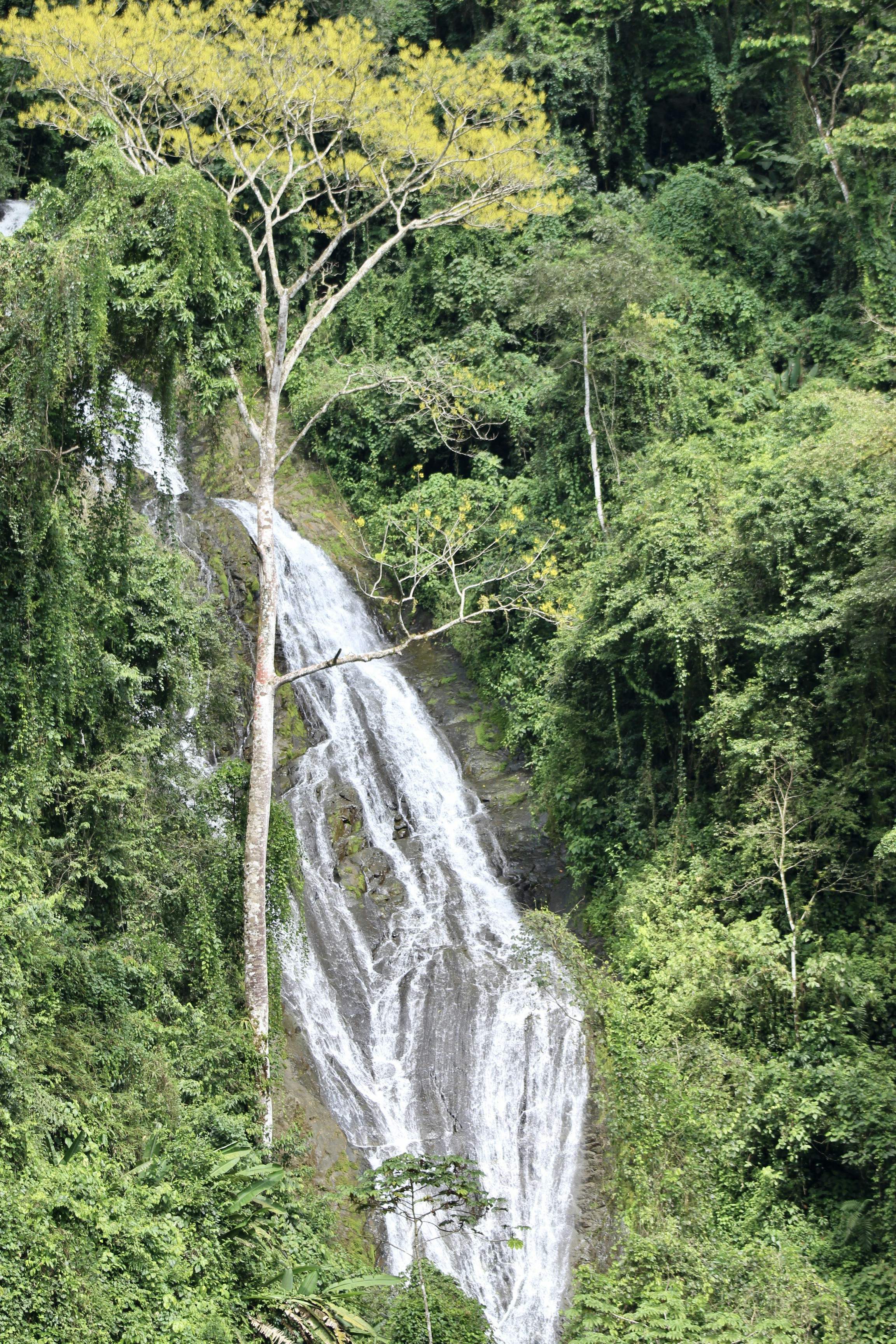 A majestic waterfall cascading down a lush green hillside, framed by vibrant foliage and a towering tree. The scene embodies the tranquility of a tropical rainforest.