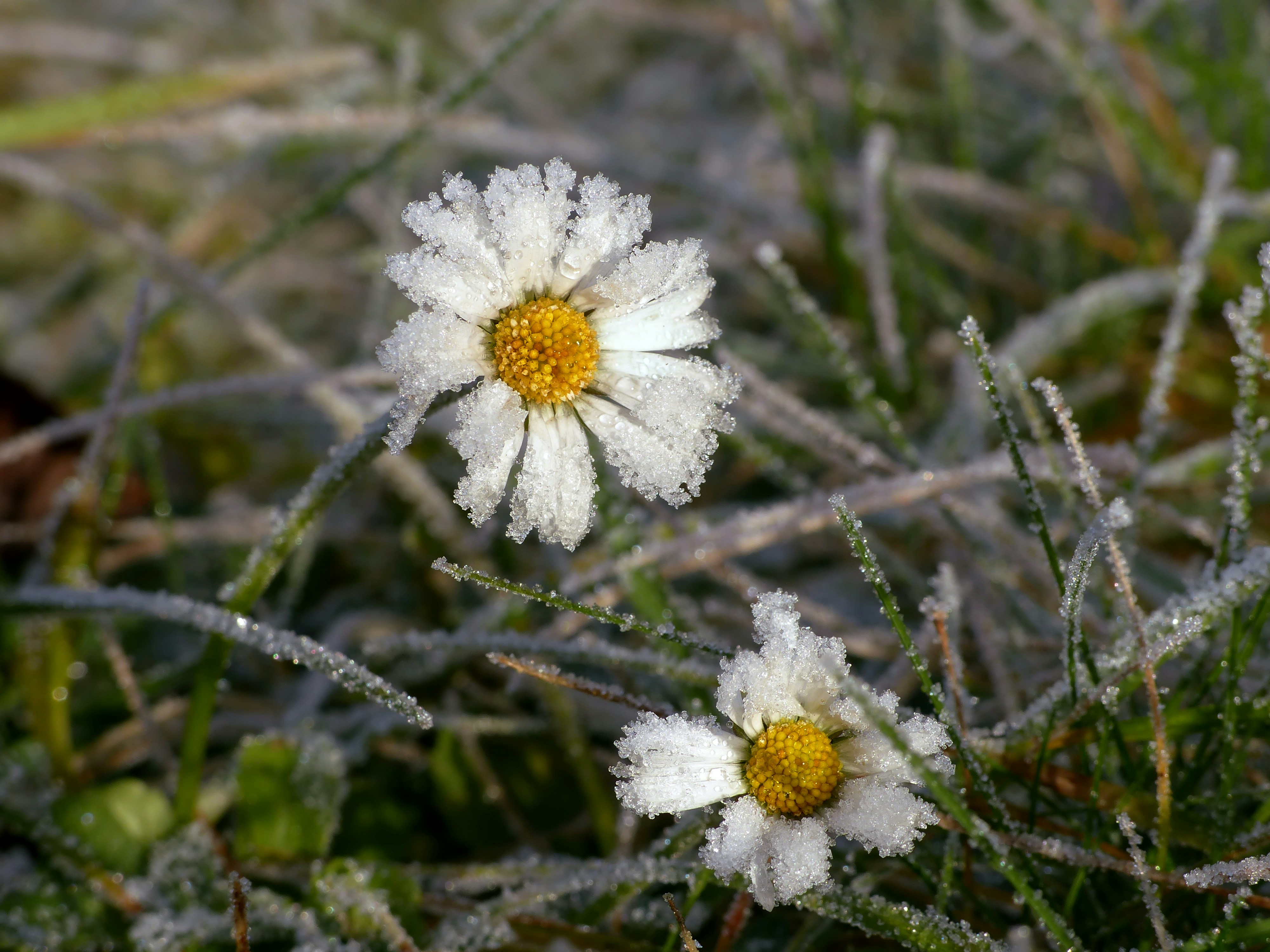 Winter's First Frost Crowned on White Daisies