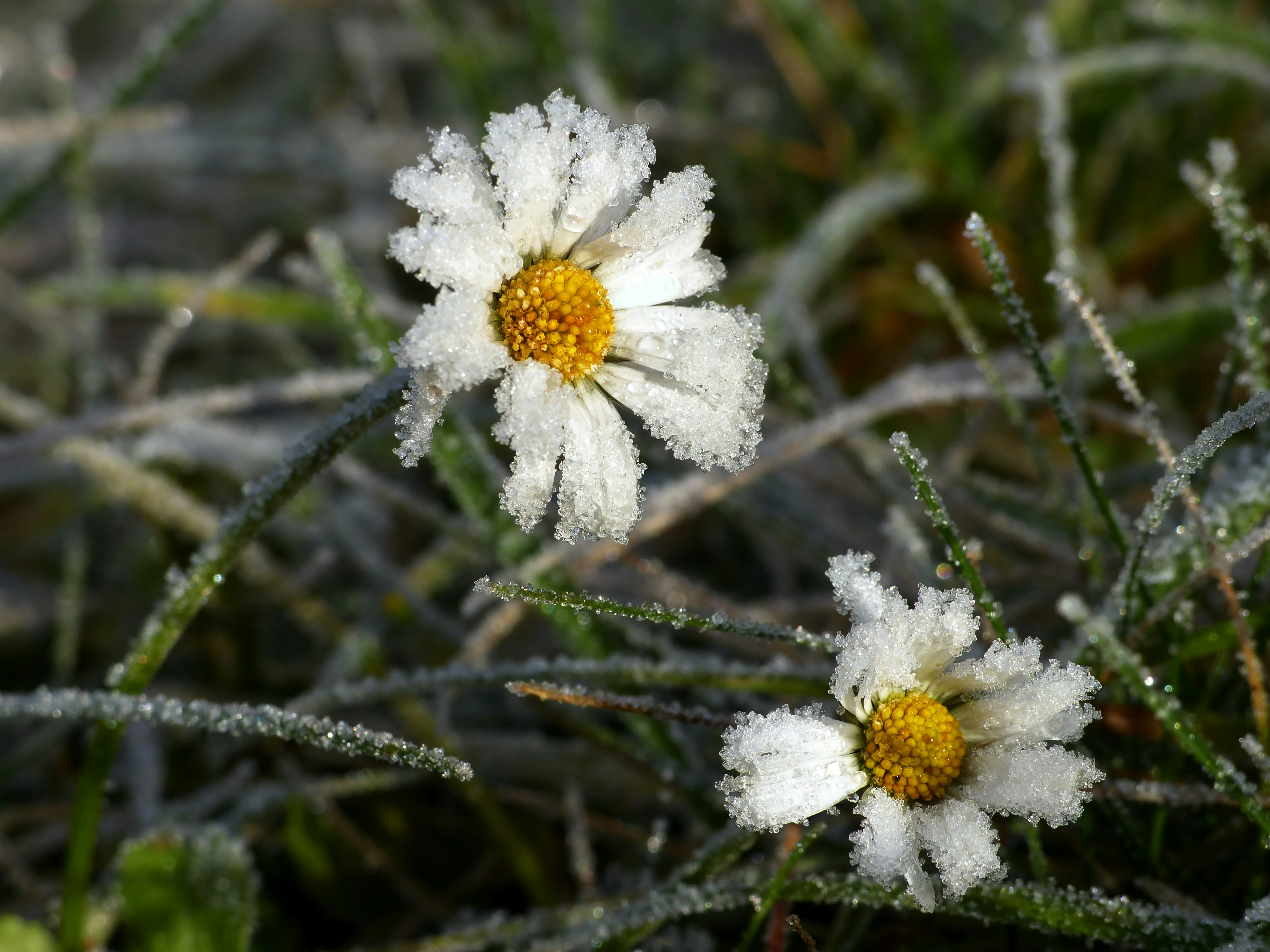 Two frost-kissed daisies with bright yellow centers rest among icy grass blades. Frost crystals cling to petals and stems, highlighting textures in a quiet morning scene.