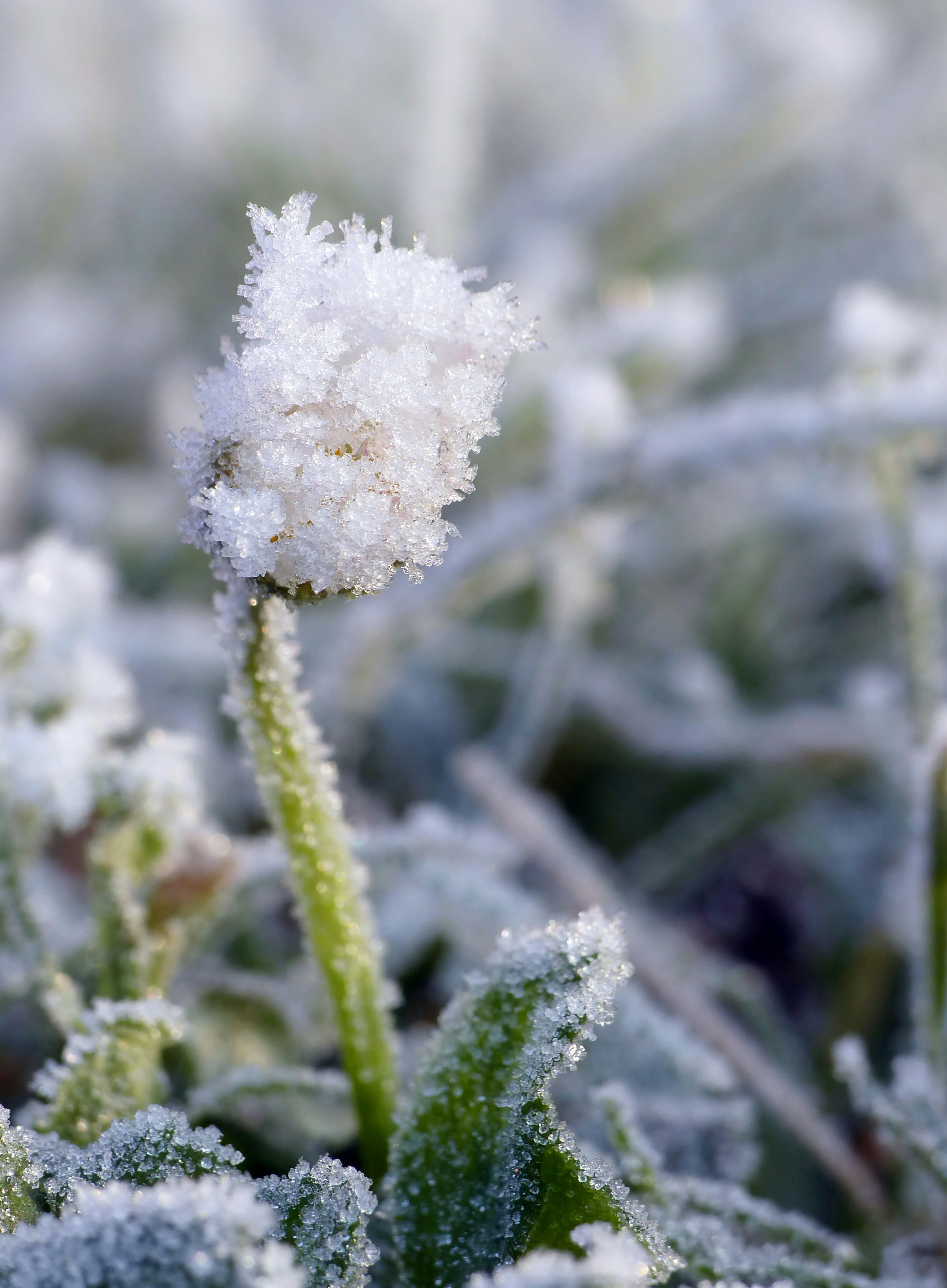 A close up of a plant with frost on it photo – Free Frost Image on Unsplash