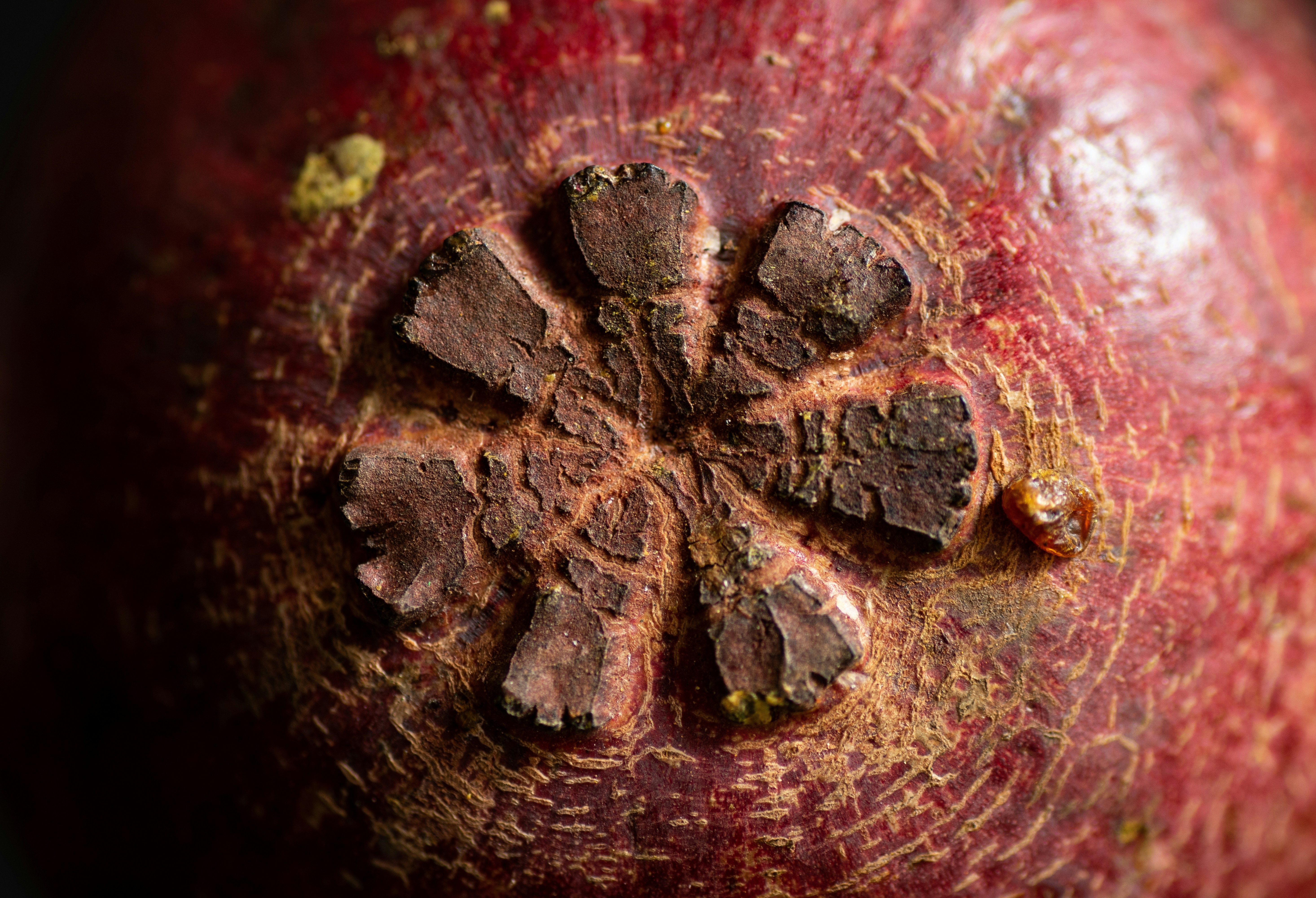 Crimson Constellation: a starburst of dried arils in a pomegranate macro